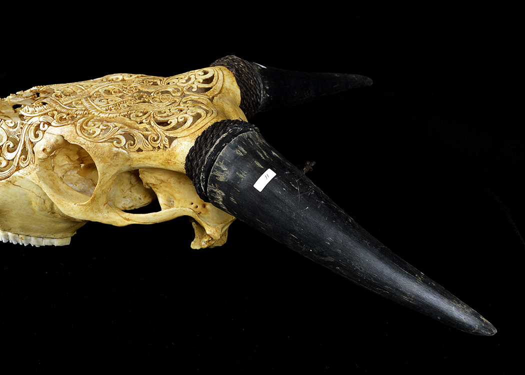 Carved Scroll Work Cattle Skull with Ox Horns | EBTH
