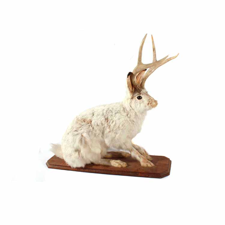 Large Taxidermy White Jackalope with Antlers | EBTH