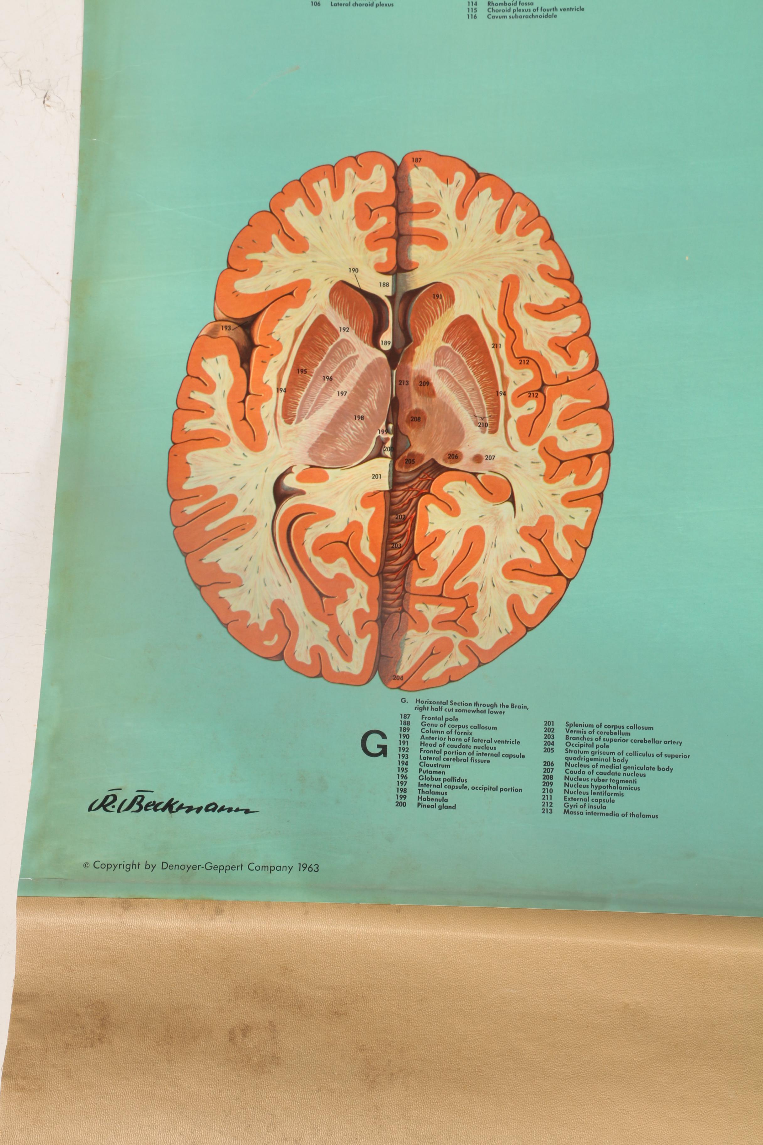 Denoyer-Geppert "Human Brain" Pull Down Poster | EBTH