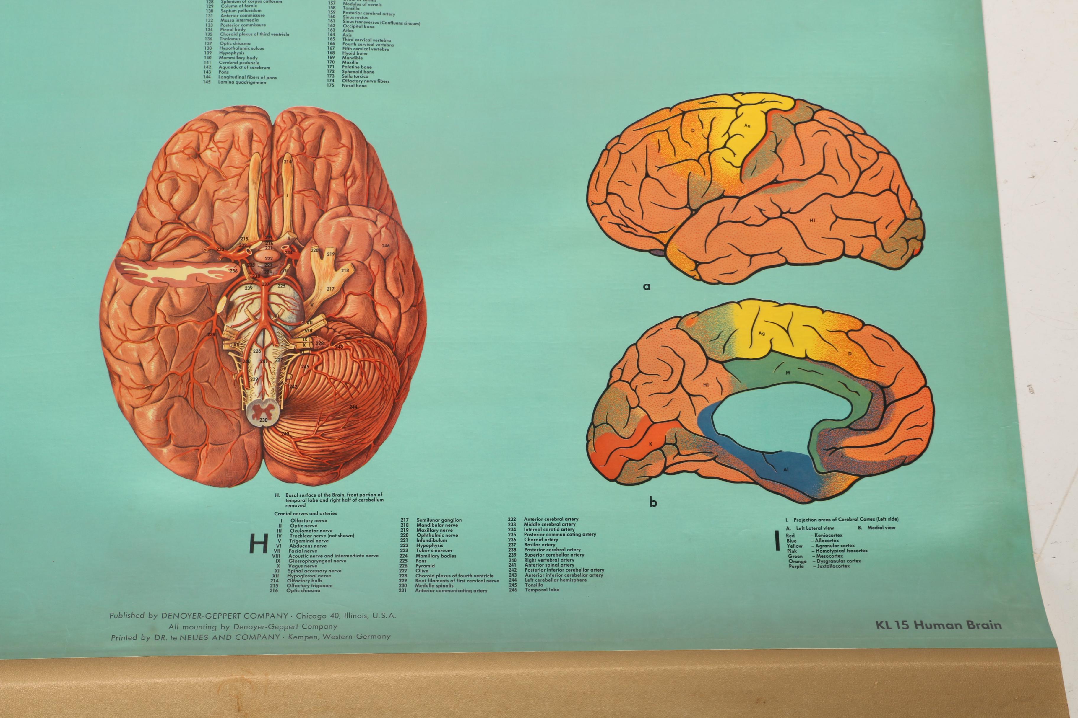 Denoyer-Geppert "Human Brain" Pull Down Poster | EBTH