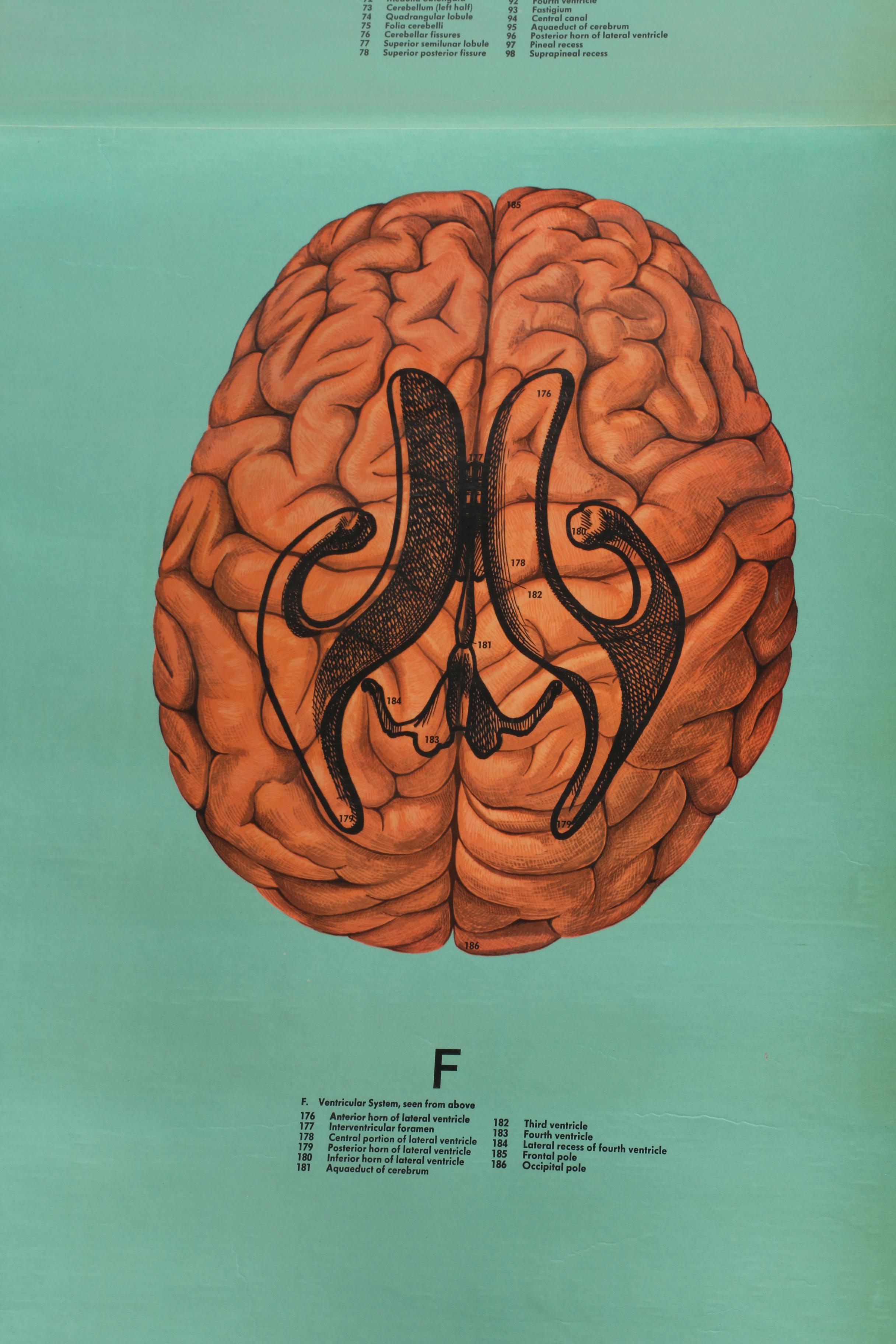 Denoyer-Geppert "Human Brain" Pull Down Poster | EBTH