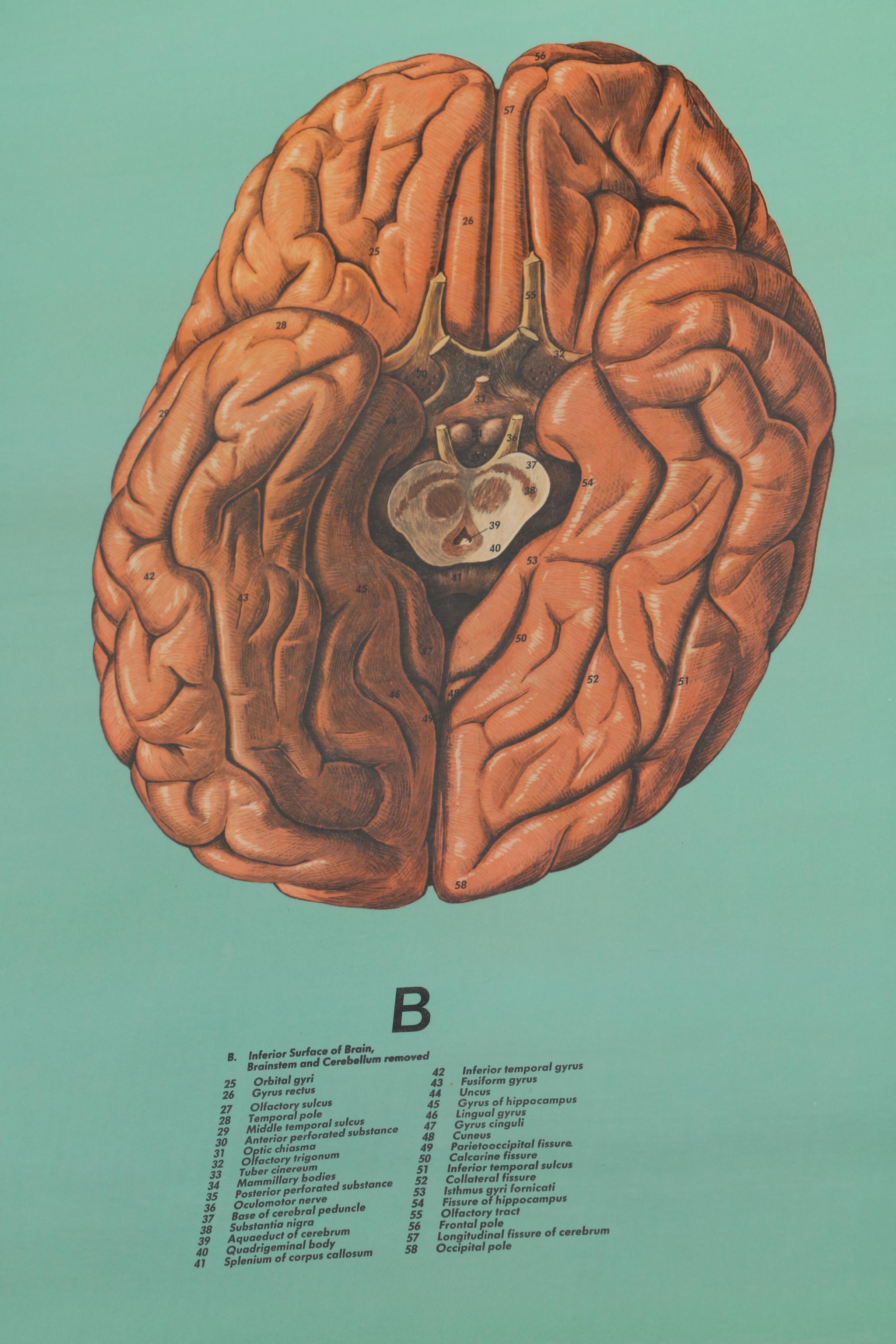 Denoyer-Geppert "Human Brain" Pull Down Poster | EBTH