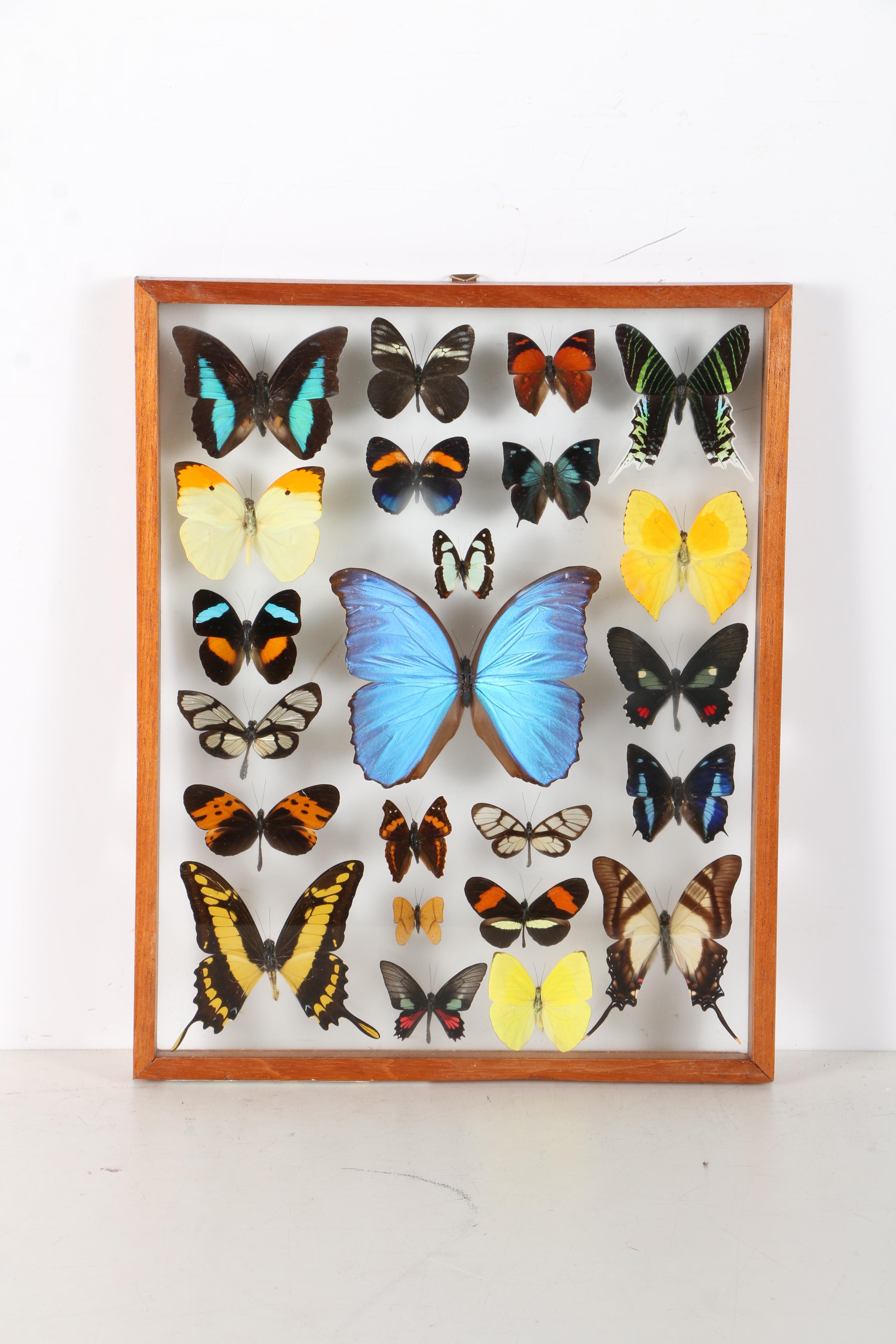Insect Collection in Shadow Boxes | EBTH