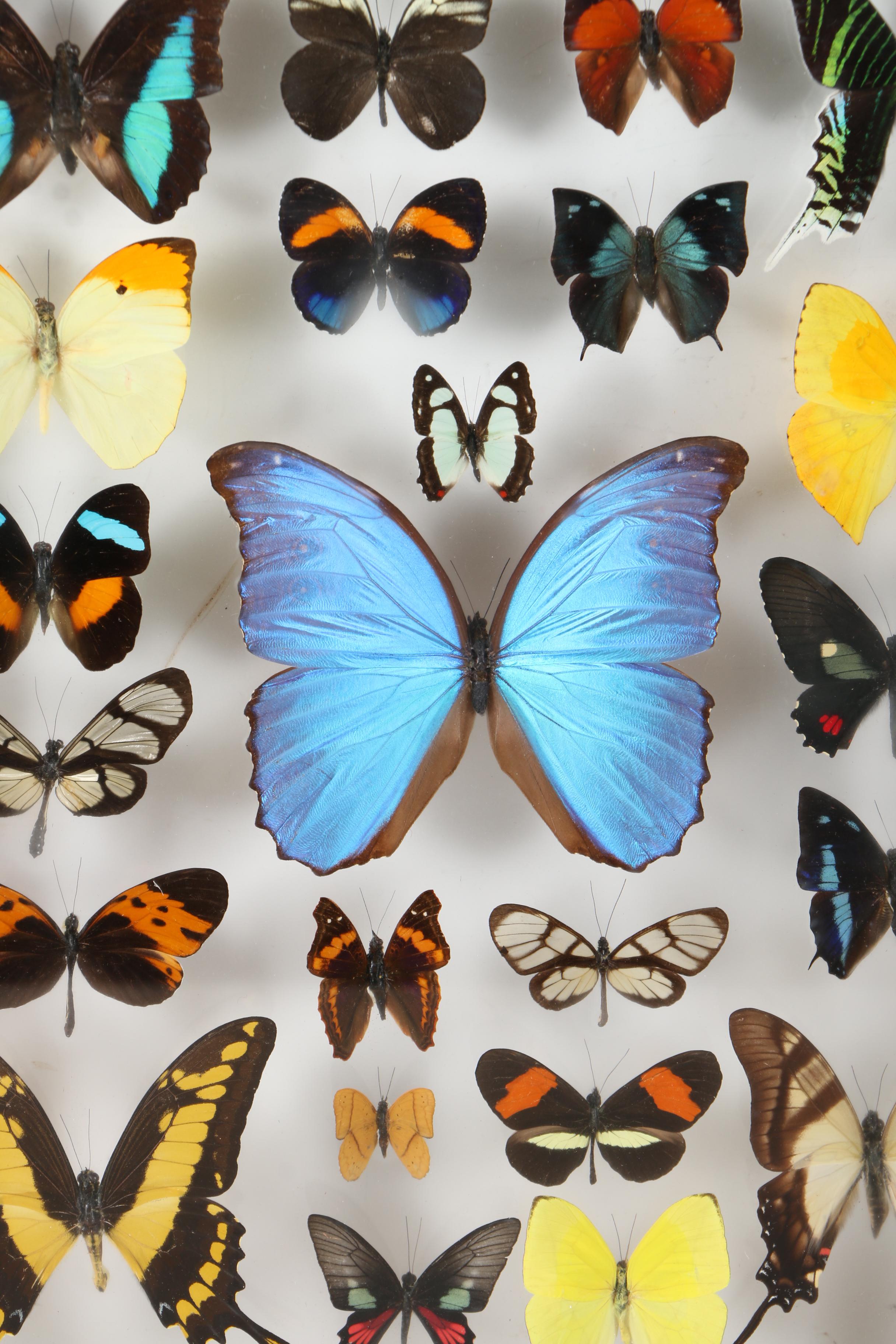 Insect Collection in Shadow Boxes | EBTH