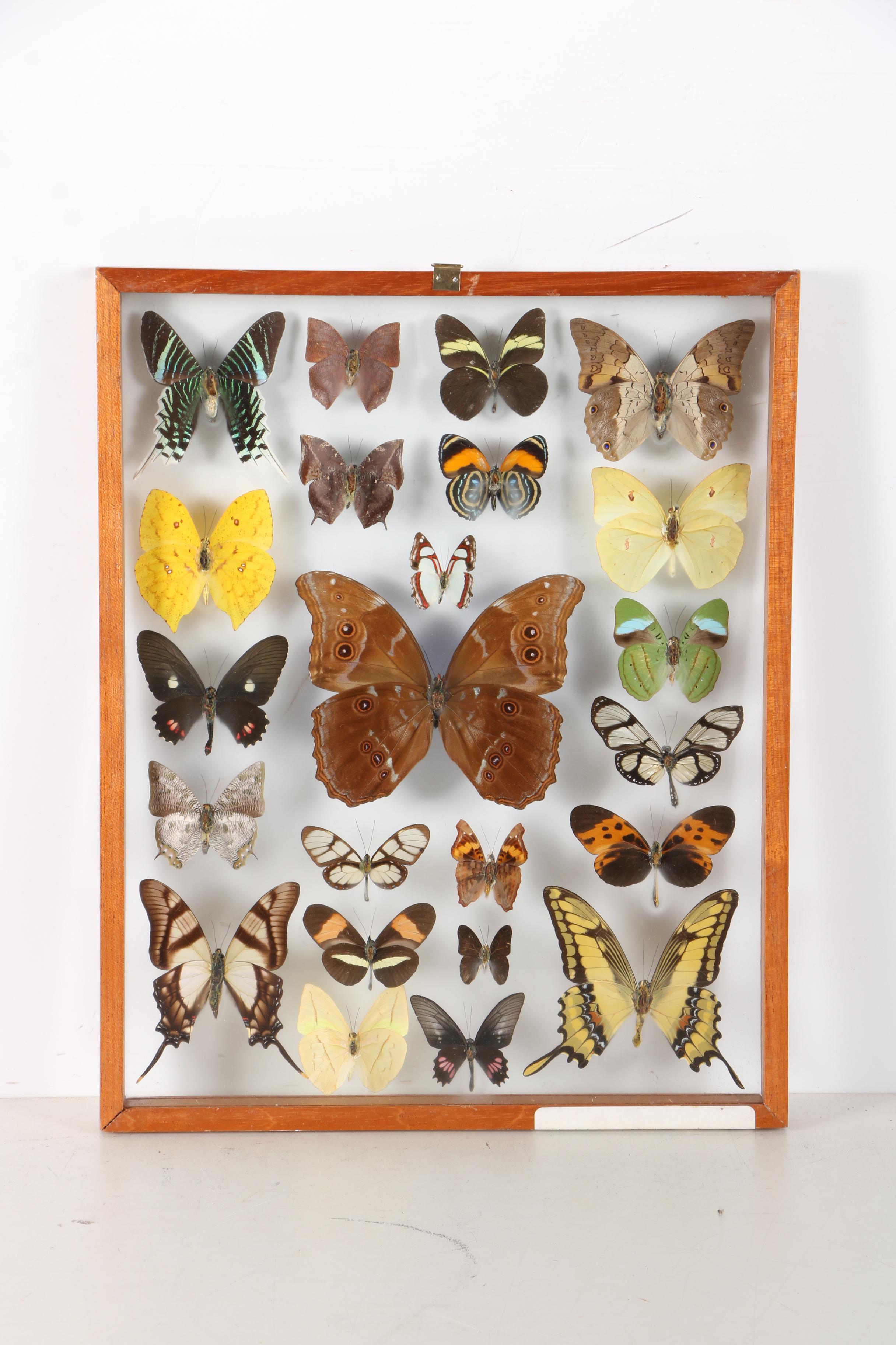 Insect Collection in Shadow Boxes | EBTH