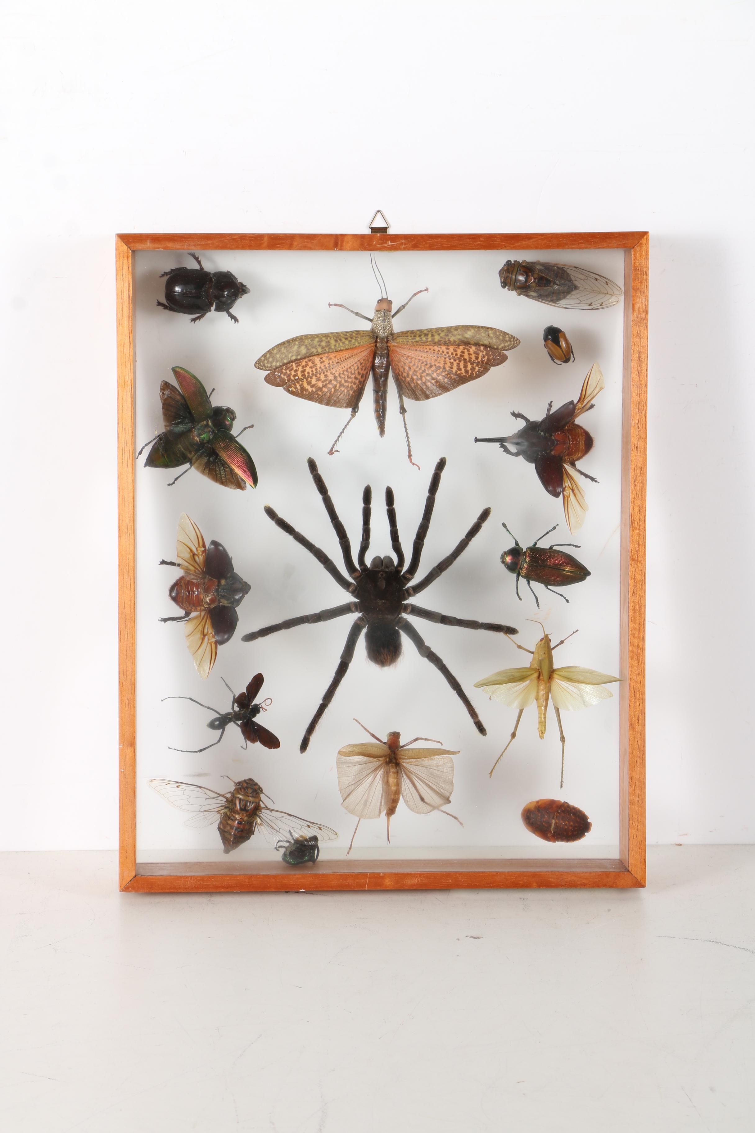 Insect Collection in Shadow Boxes | EBTH