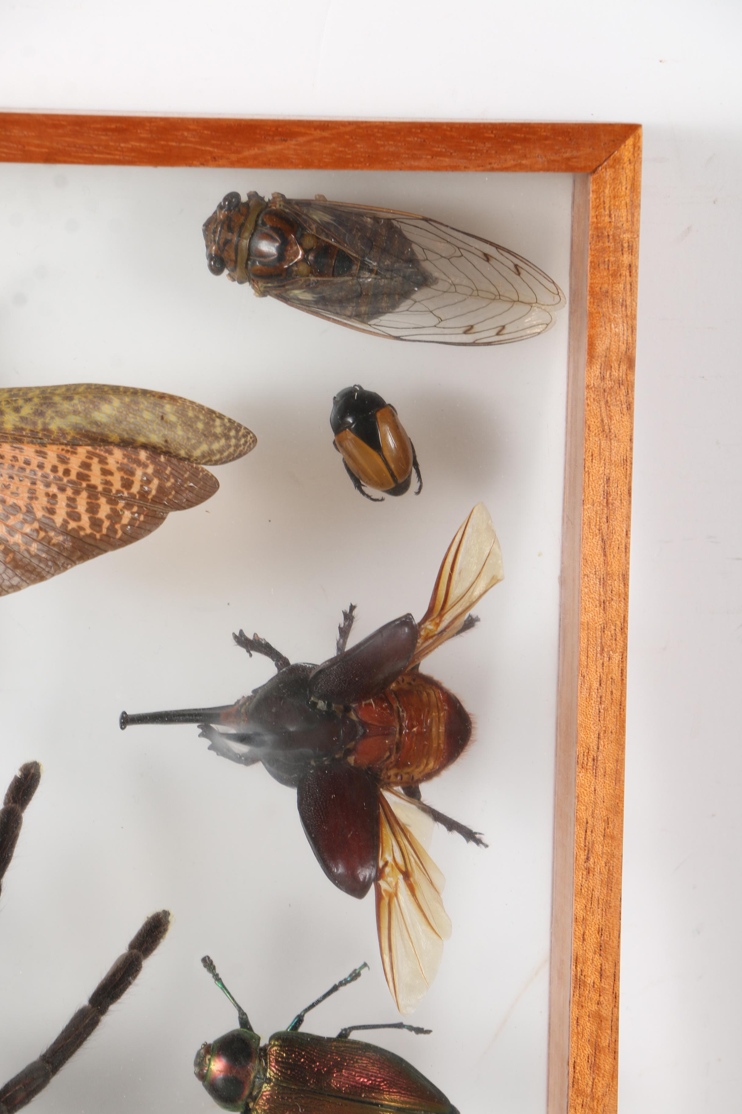 Insect Collection in Shadow Boxes | EBTH