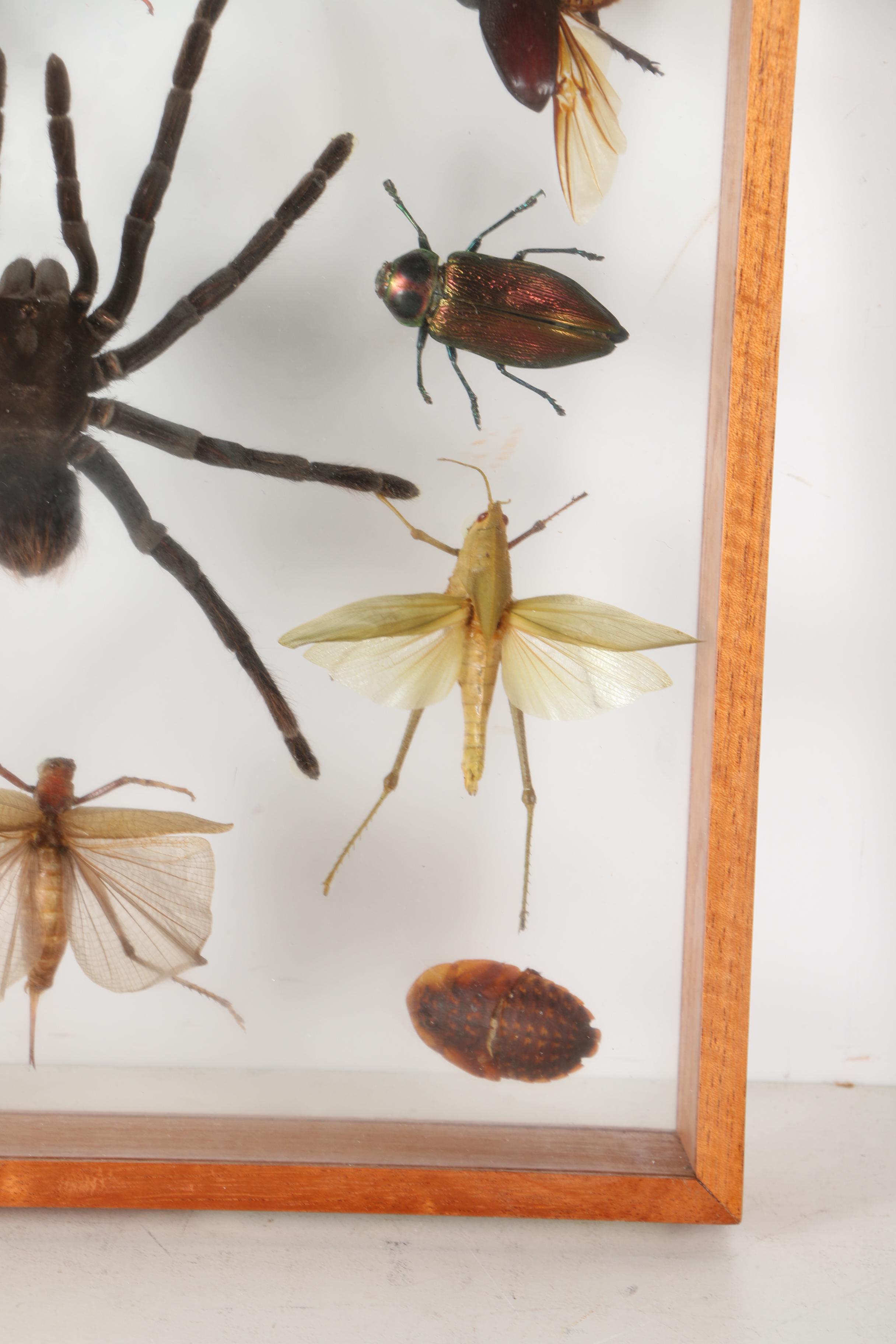 Insect Collection in Shadow Boxes | EBTH