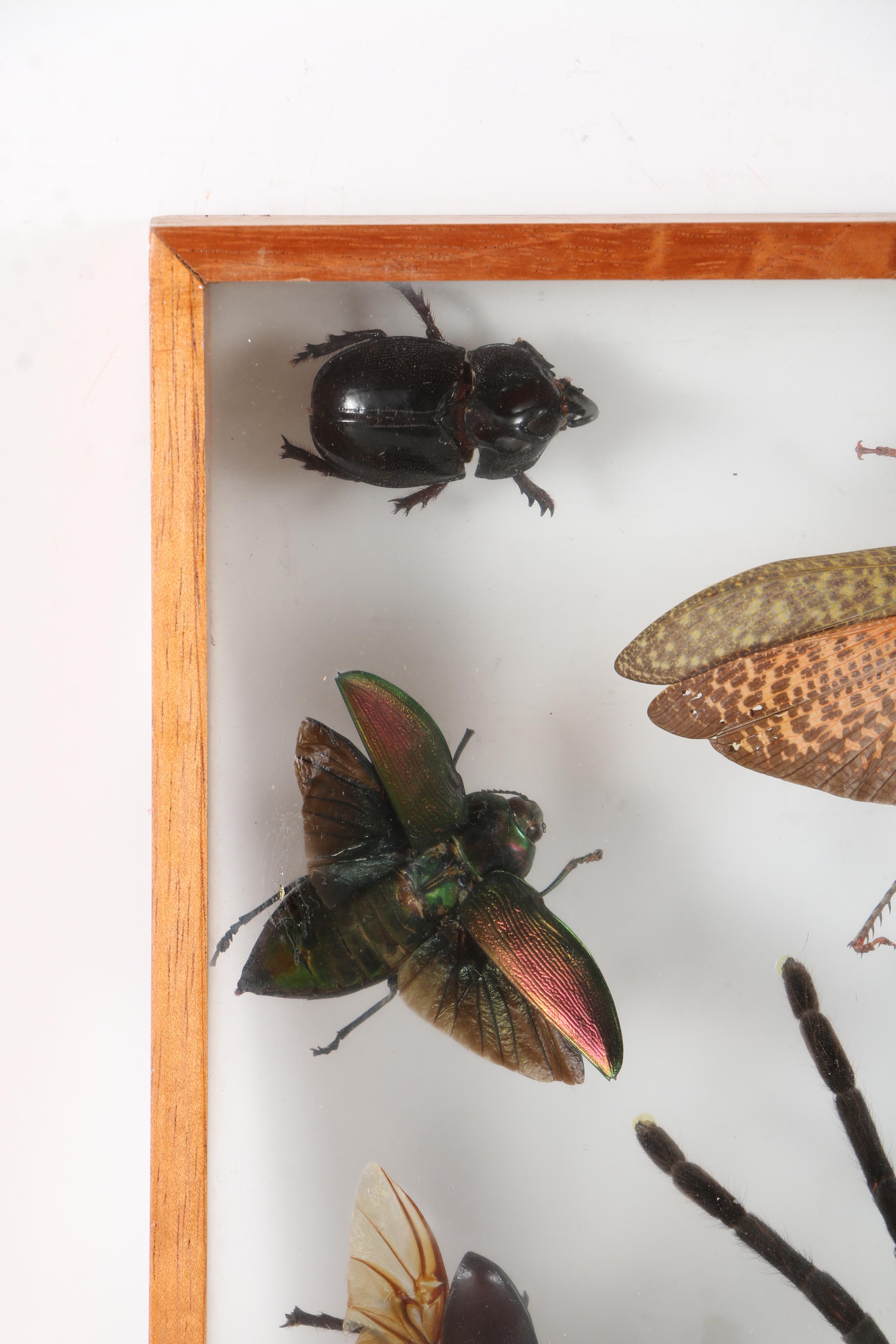 Insect Collection in Shadow Boxes | EBTH