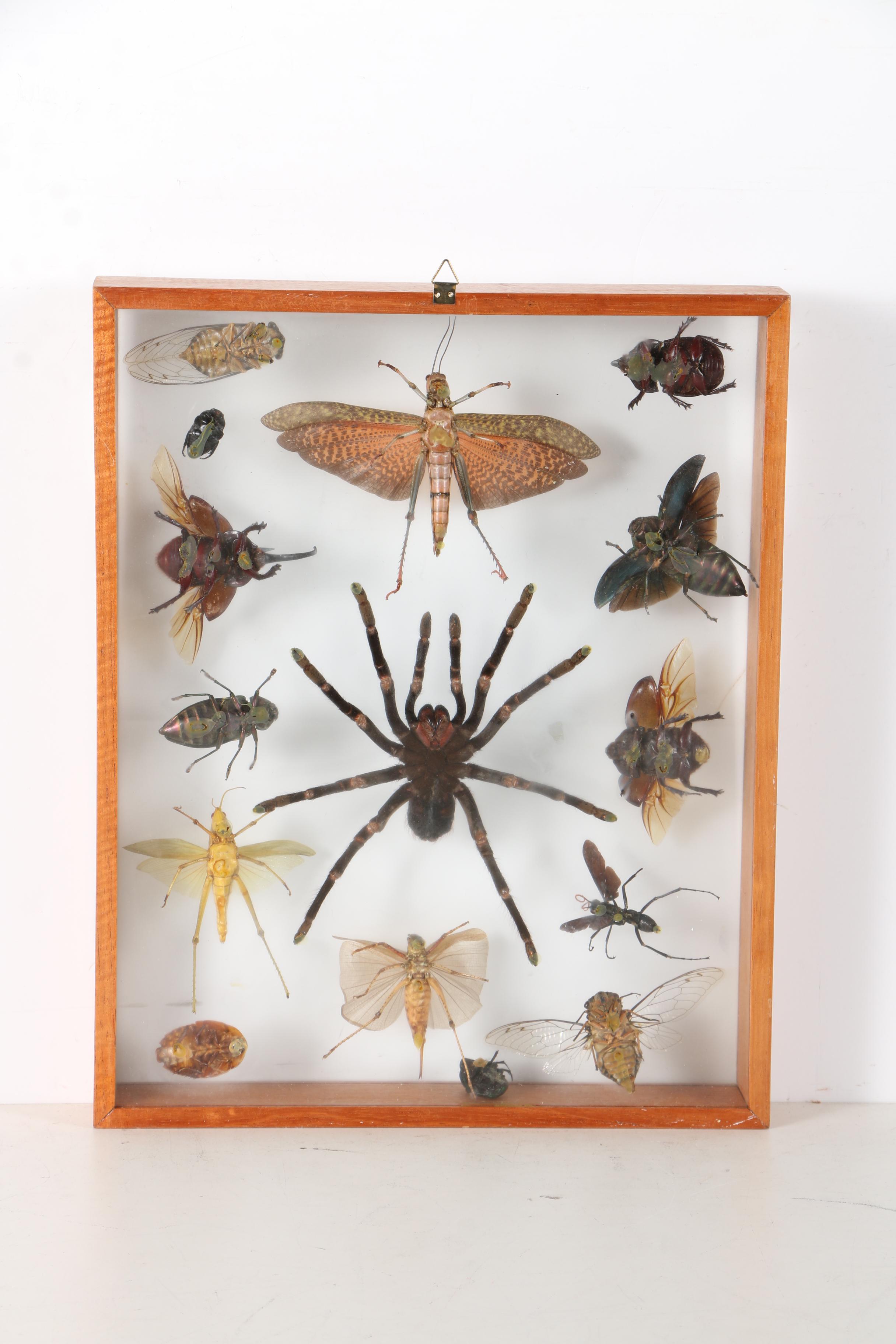 Insect Collection in Shadow Boxes | EBTH