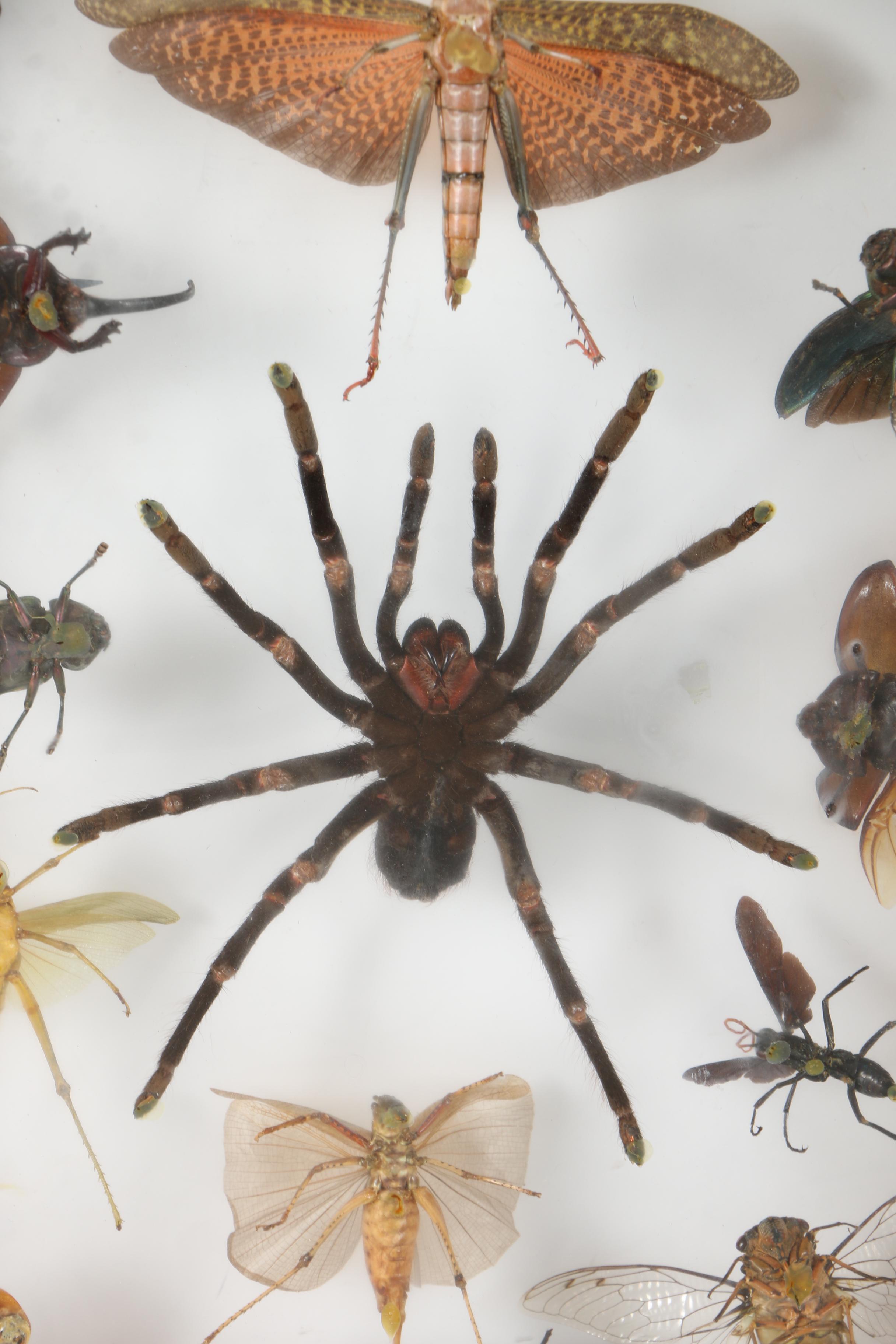 Insect Collection in Shadow Boxes | EBTH