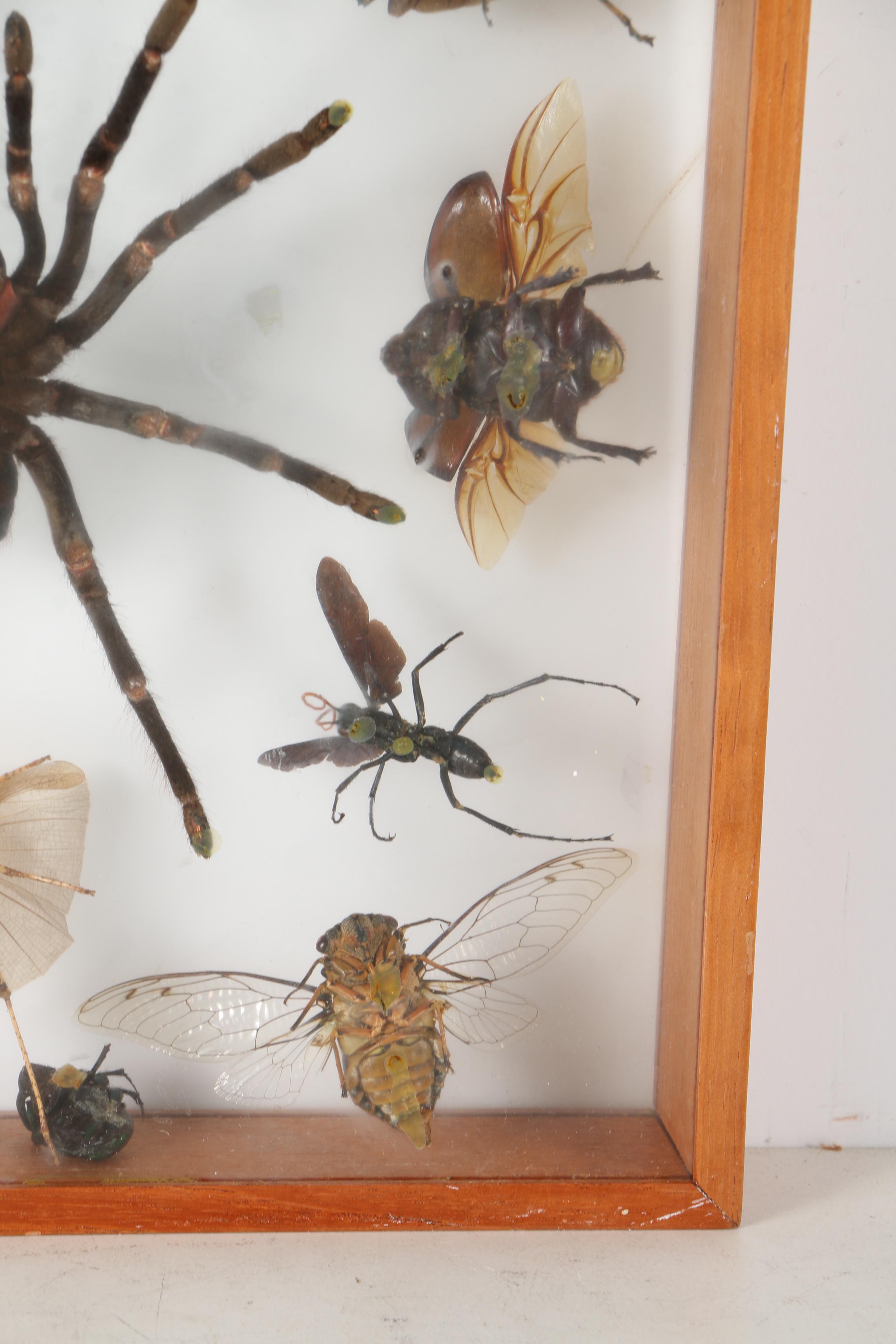 Insect Collection in Shadow Boxes | EBTH