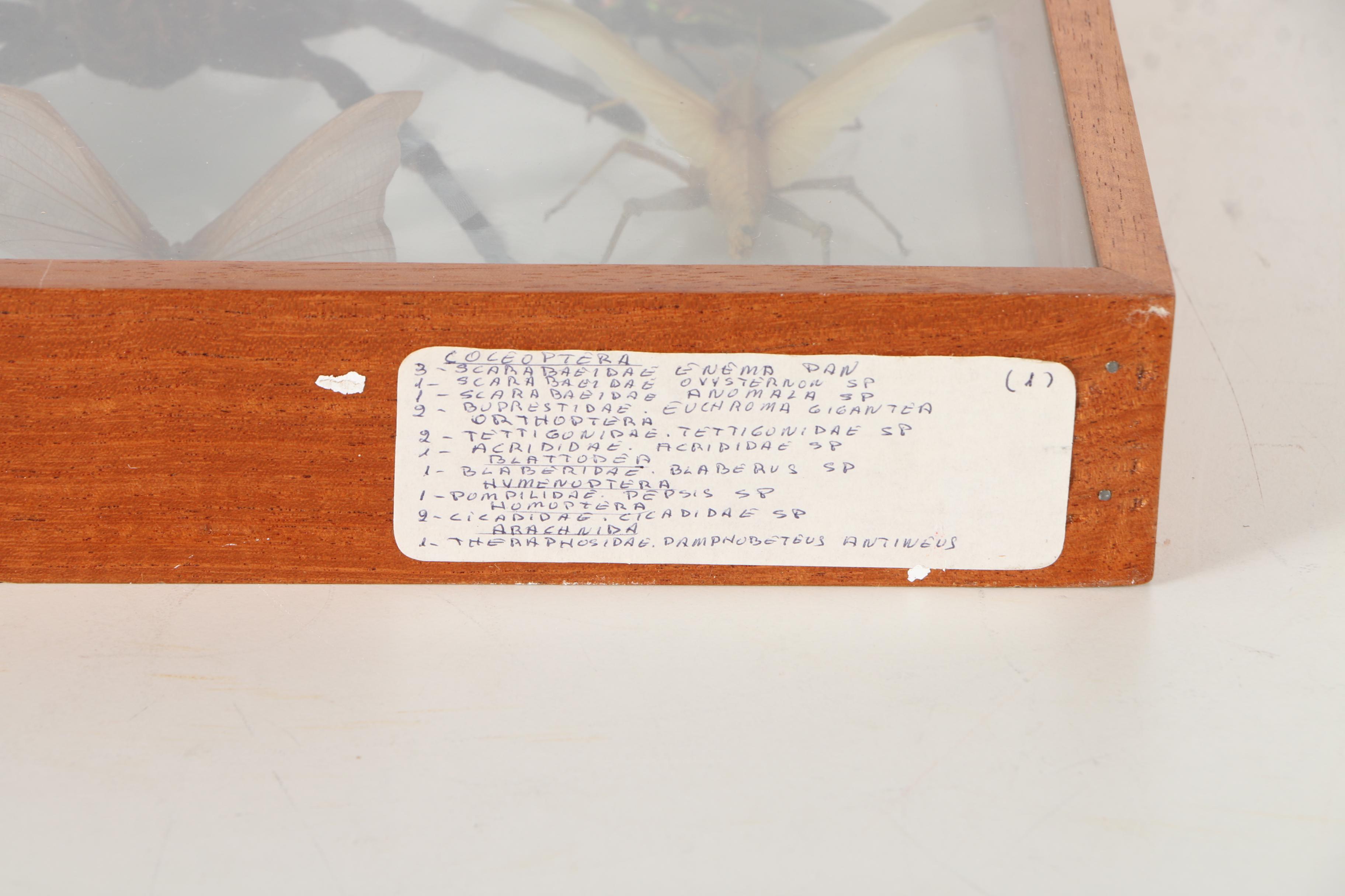 Insect Collection in Shadow Boxes | EBTH