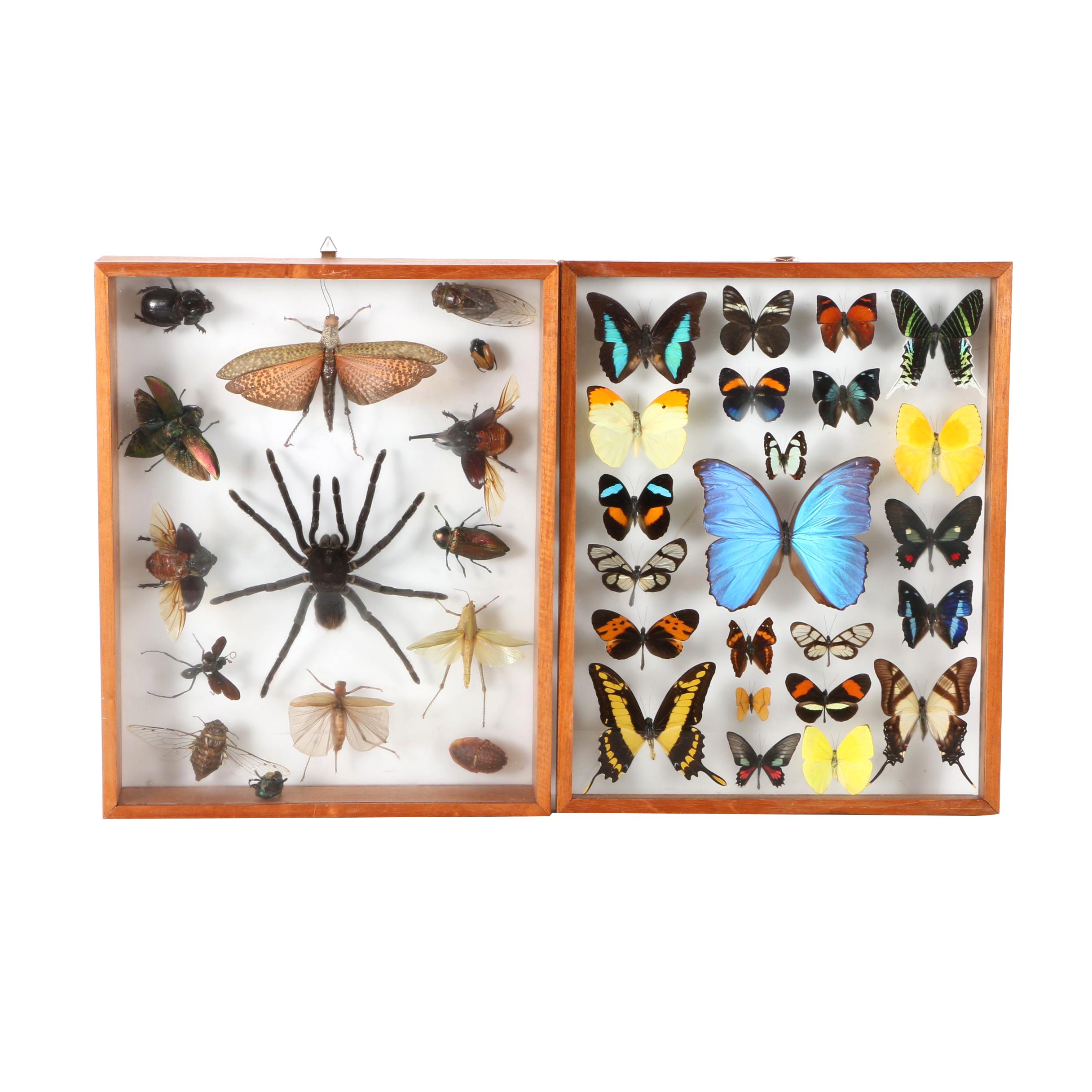 Insect Collection in Shadow Boxes | EBTH