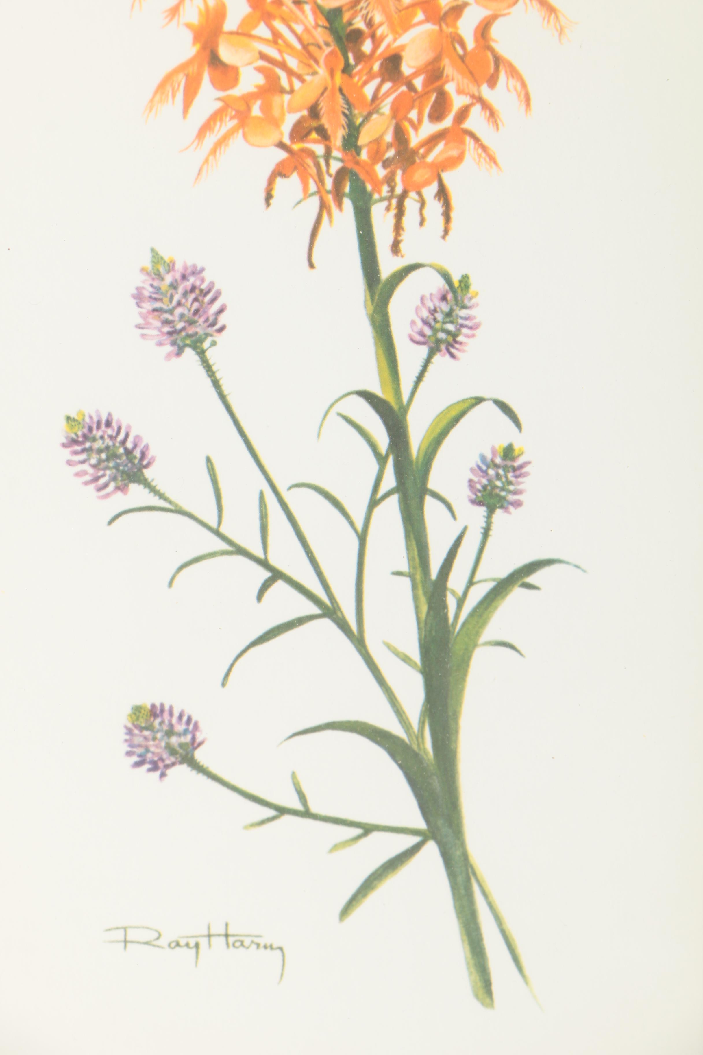 Offset Lithographs After Ray Harm "Late Summer and Fall Wildflowers" | EBTH