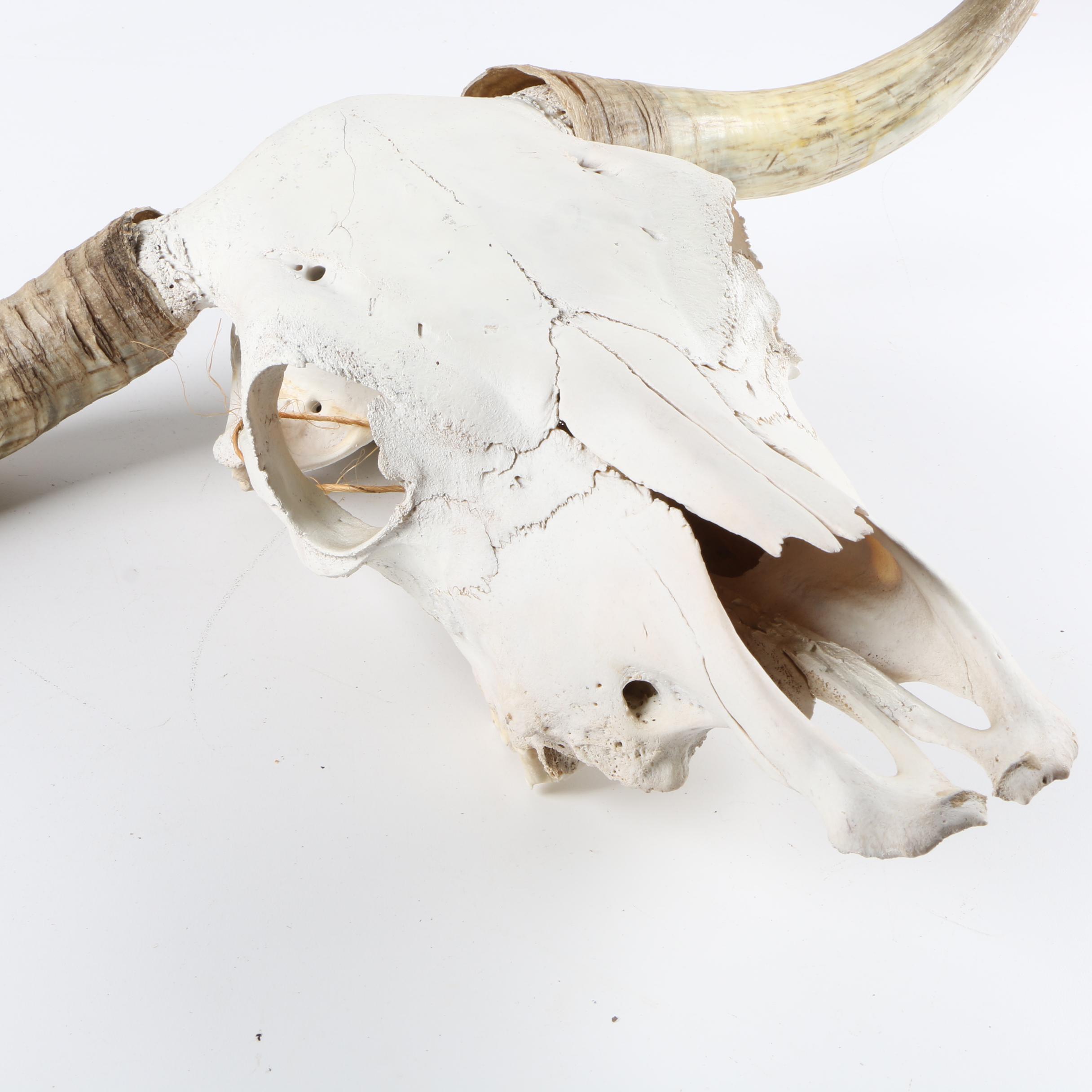 Steer Skull with Horns | EBTH