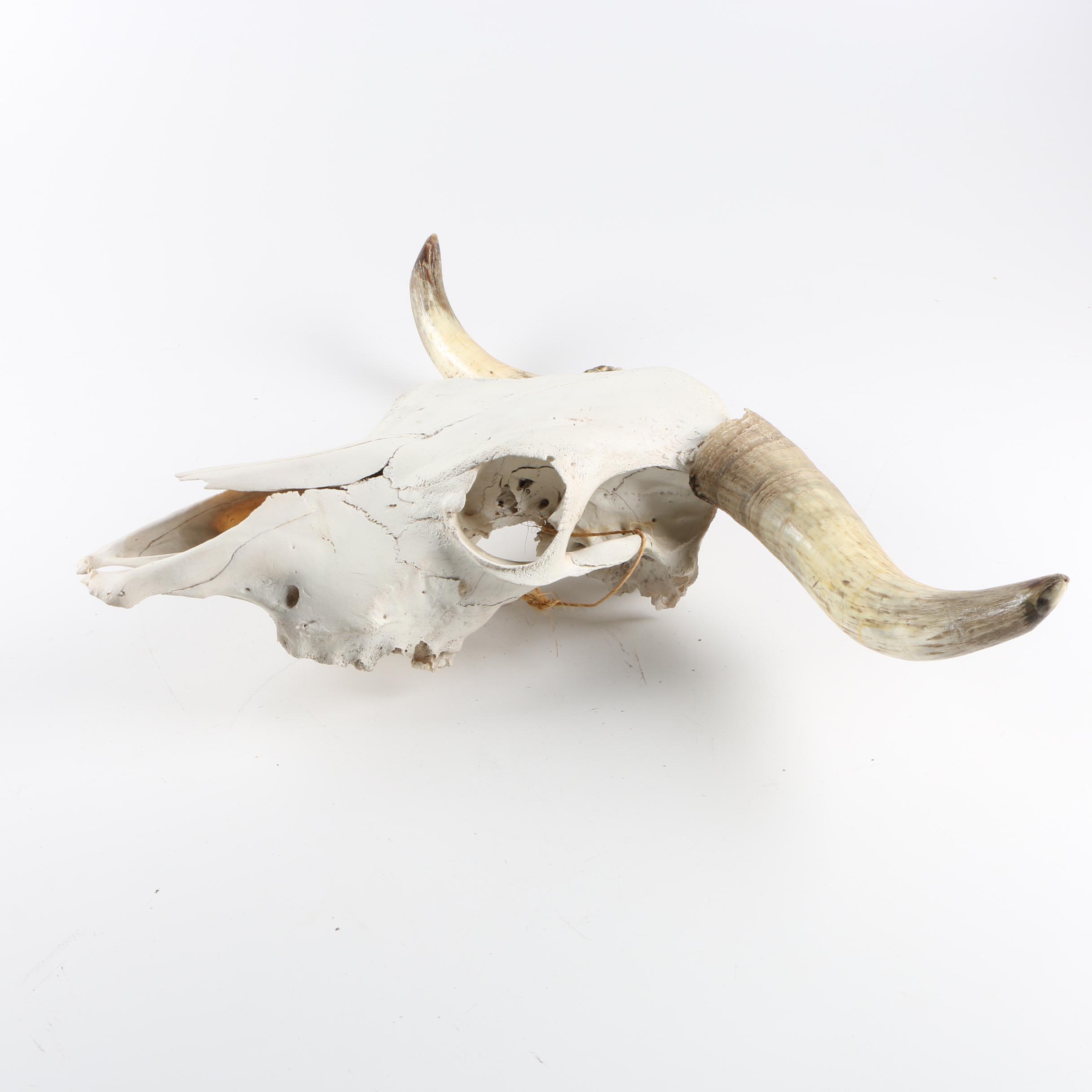 Steer Skull with Horns | EBTH
