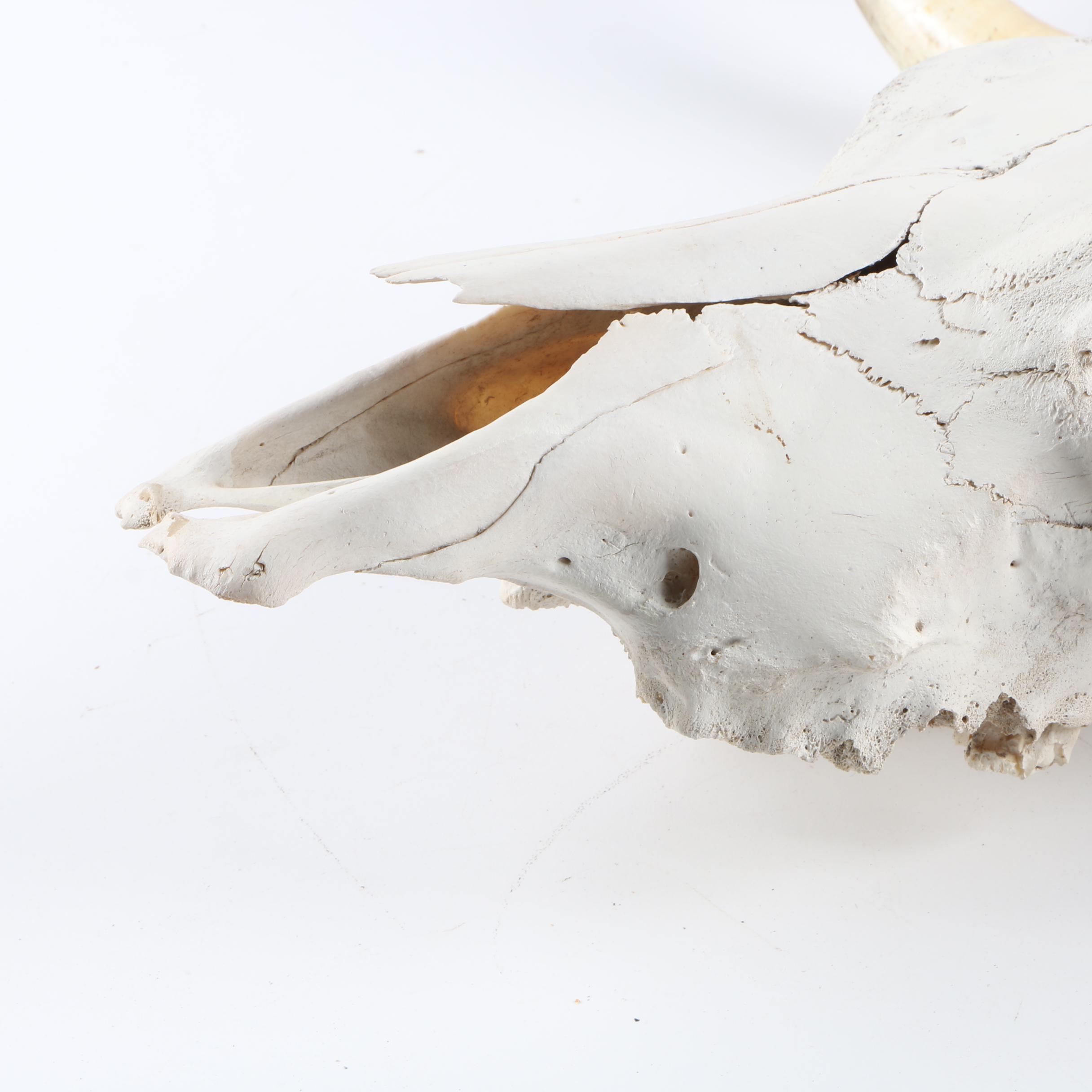 Steer Skull with Horns | EBTH