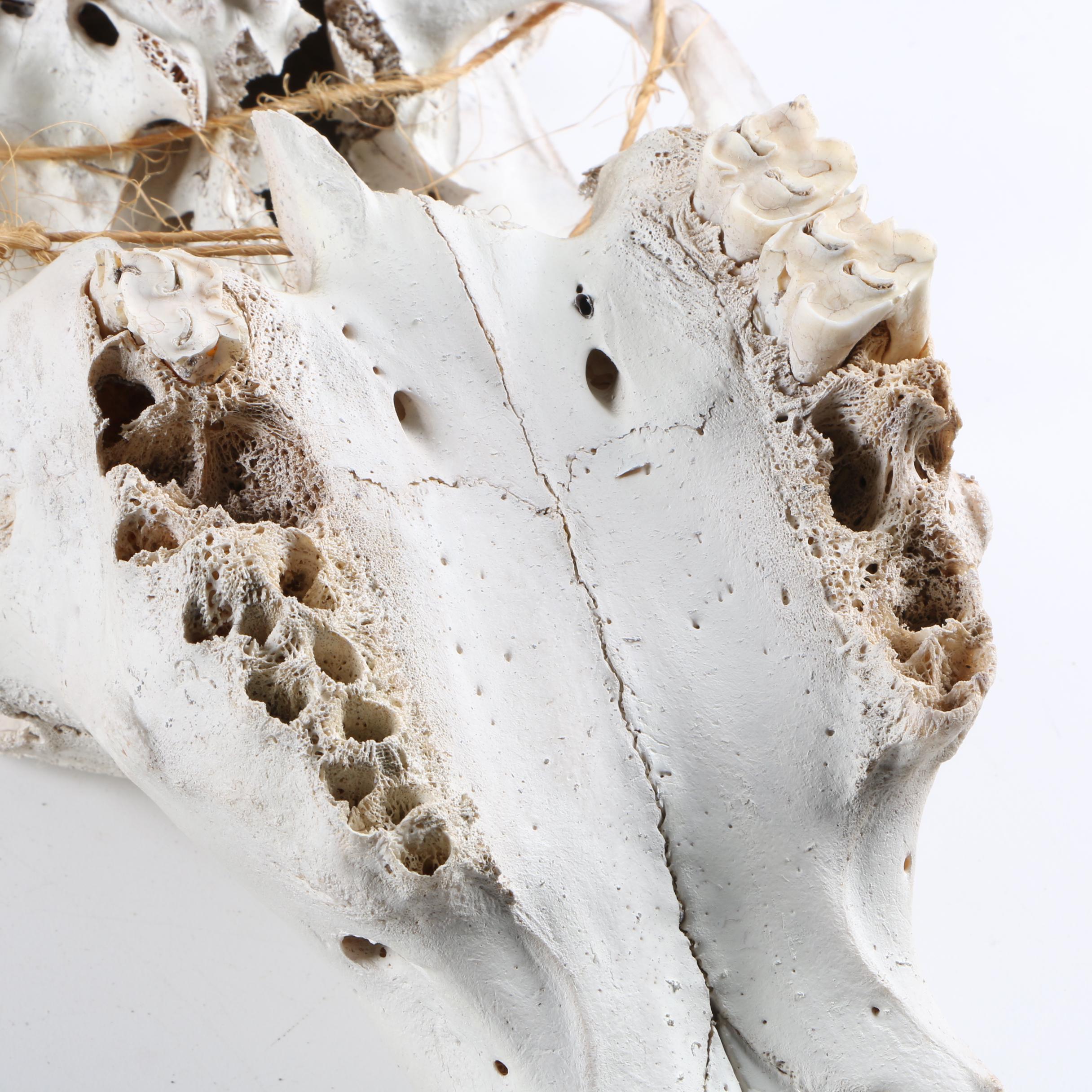 Steer Skull with Horns | EBTH