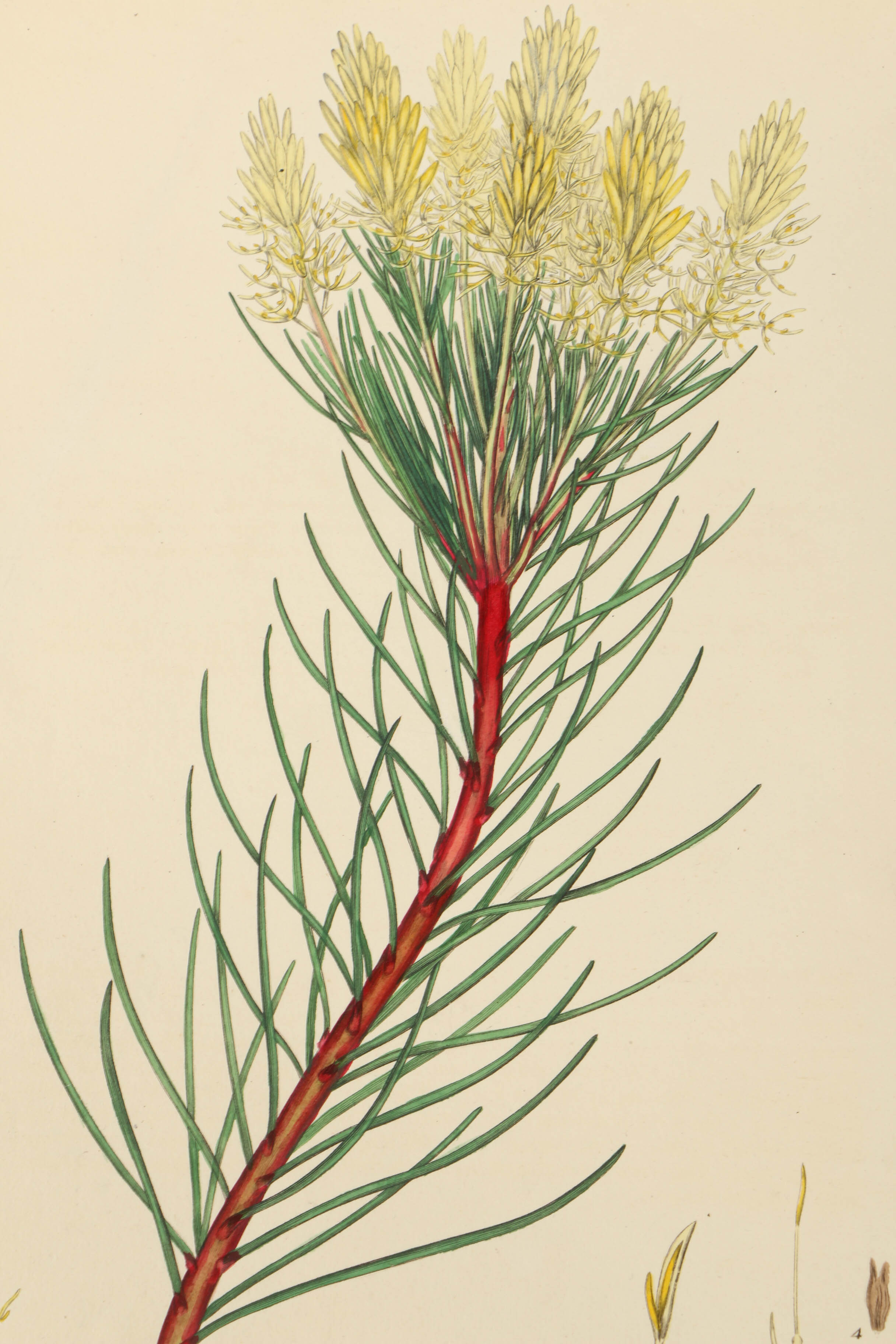 Hand-Colored Intaglio Botanical Prints | EBTH