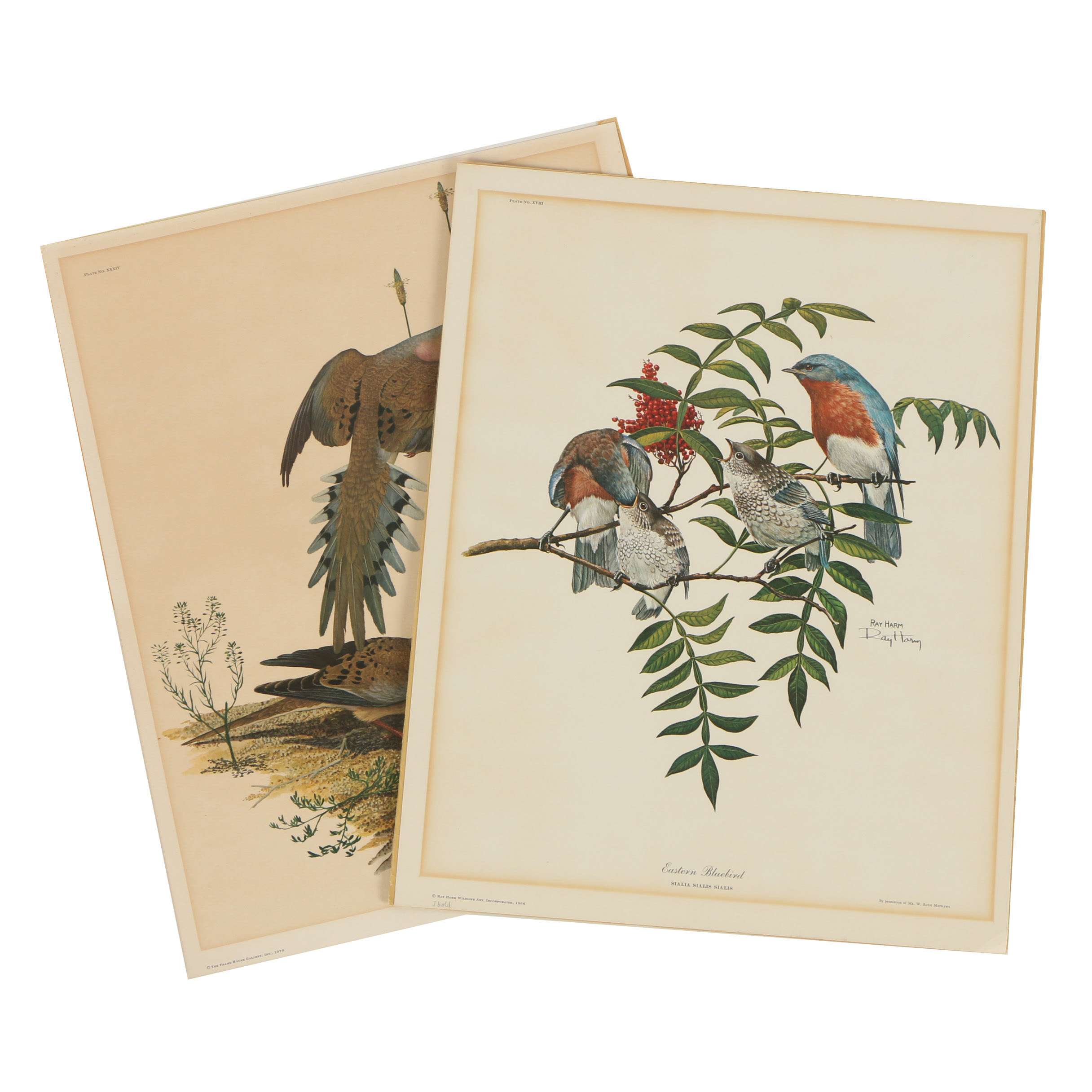 Ray Harm Offset Lithograph "Mourning Dove" and "Eastern Bluebird" | EBTH