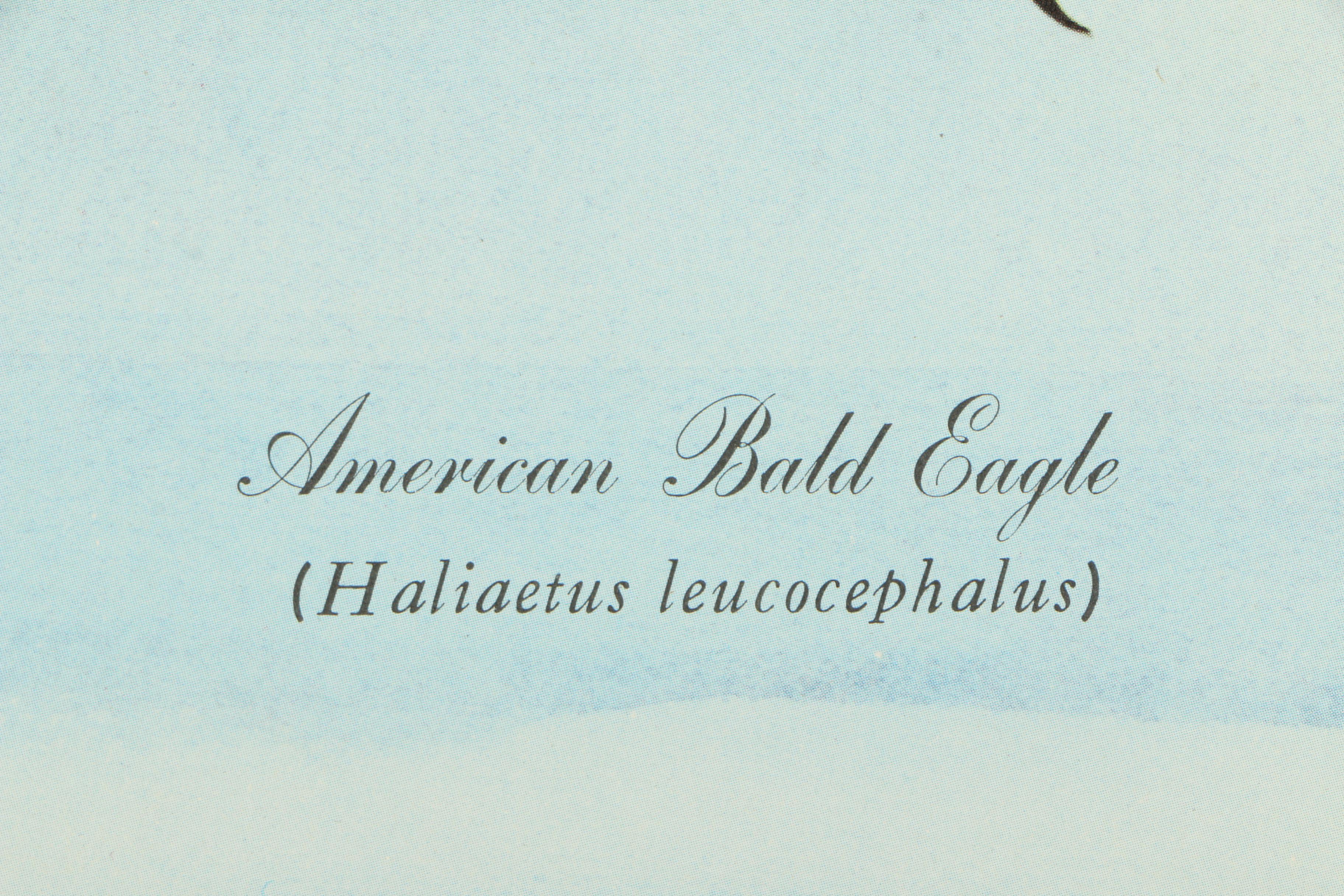 Gene Gray Limited Edition Offset Lithographs of Birds of Prey | EBTH