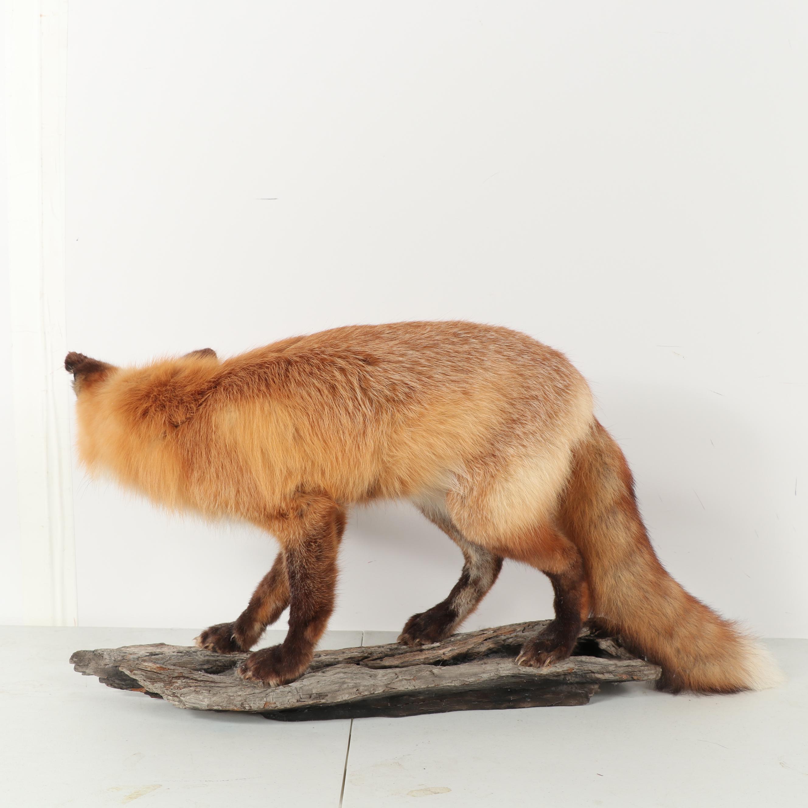 Red Fox Full Body Taxidermy Mount | EBTH