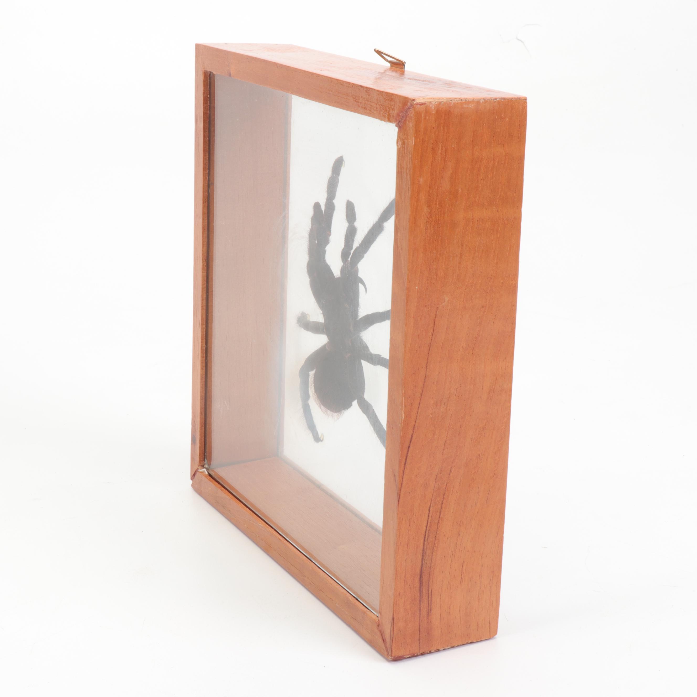 Entomology Peruvian Black Tarantula Mount | EBTH