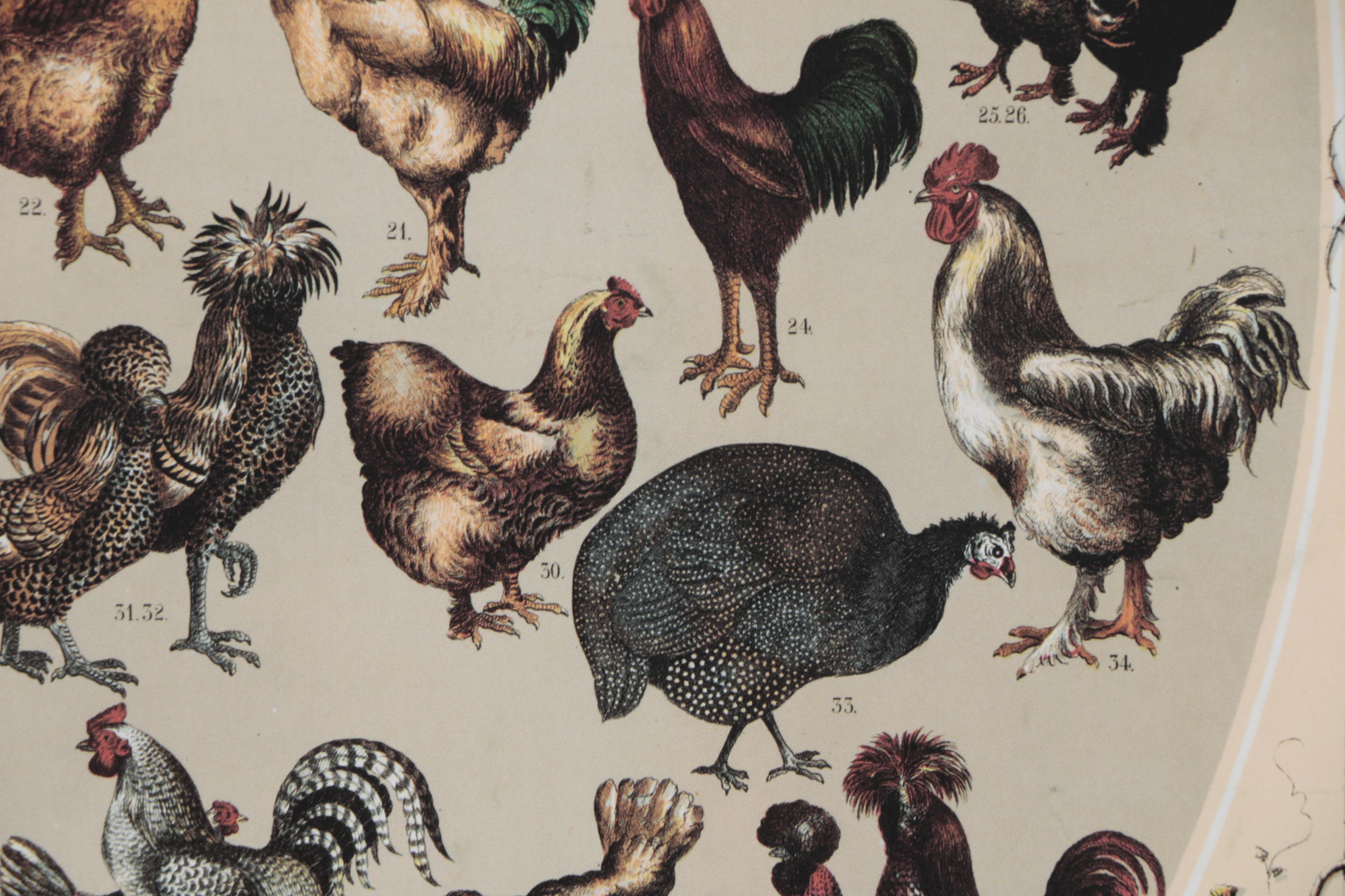 Giclee after L. Prang & Co. "Portraits of all Known Valuable Breeds of ...