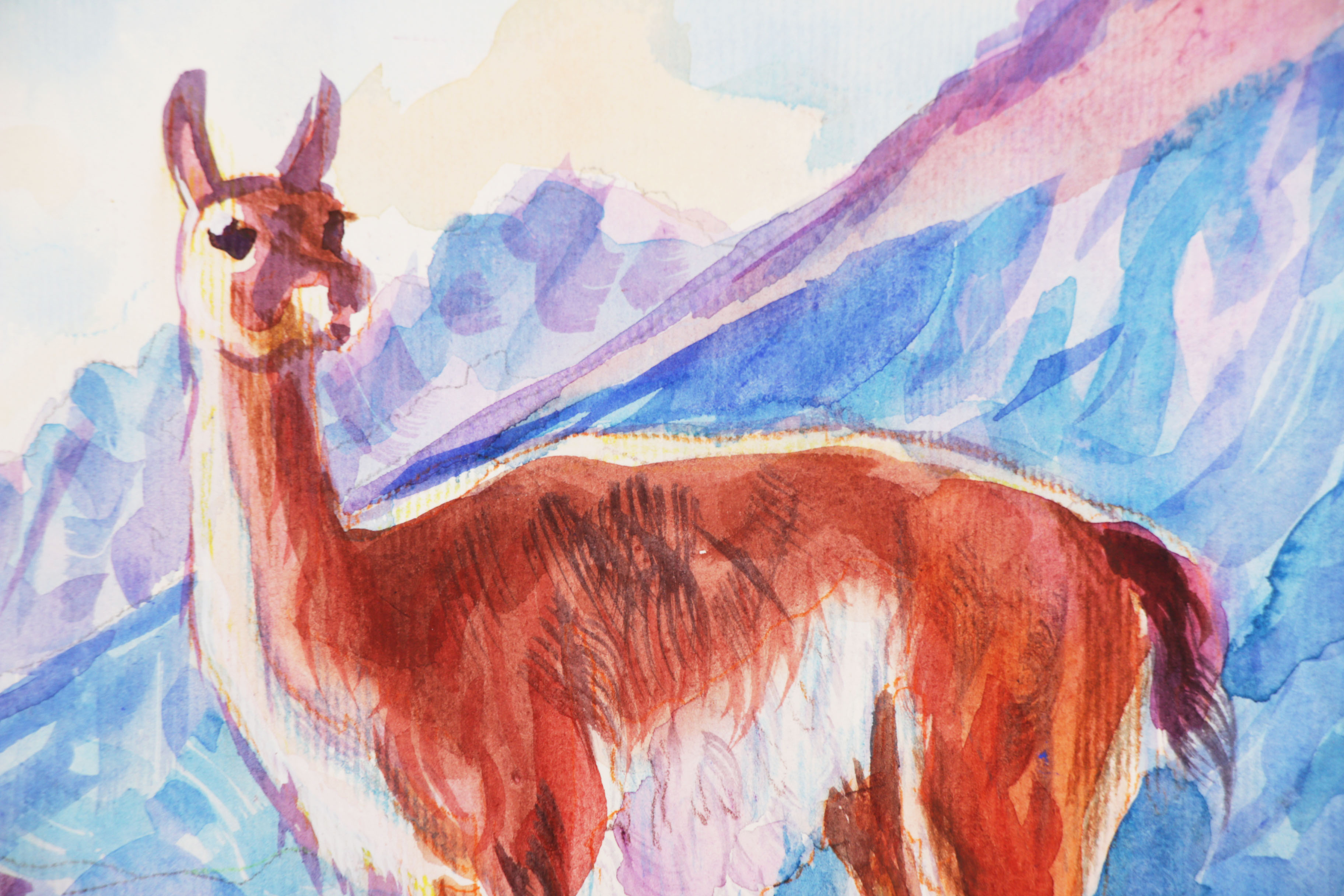 Watercolor Paintings of Guanacos | EBTH