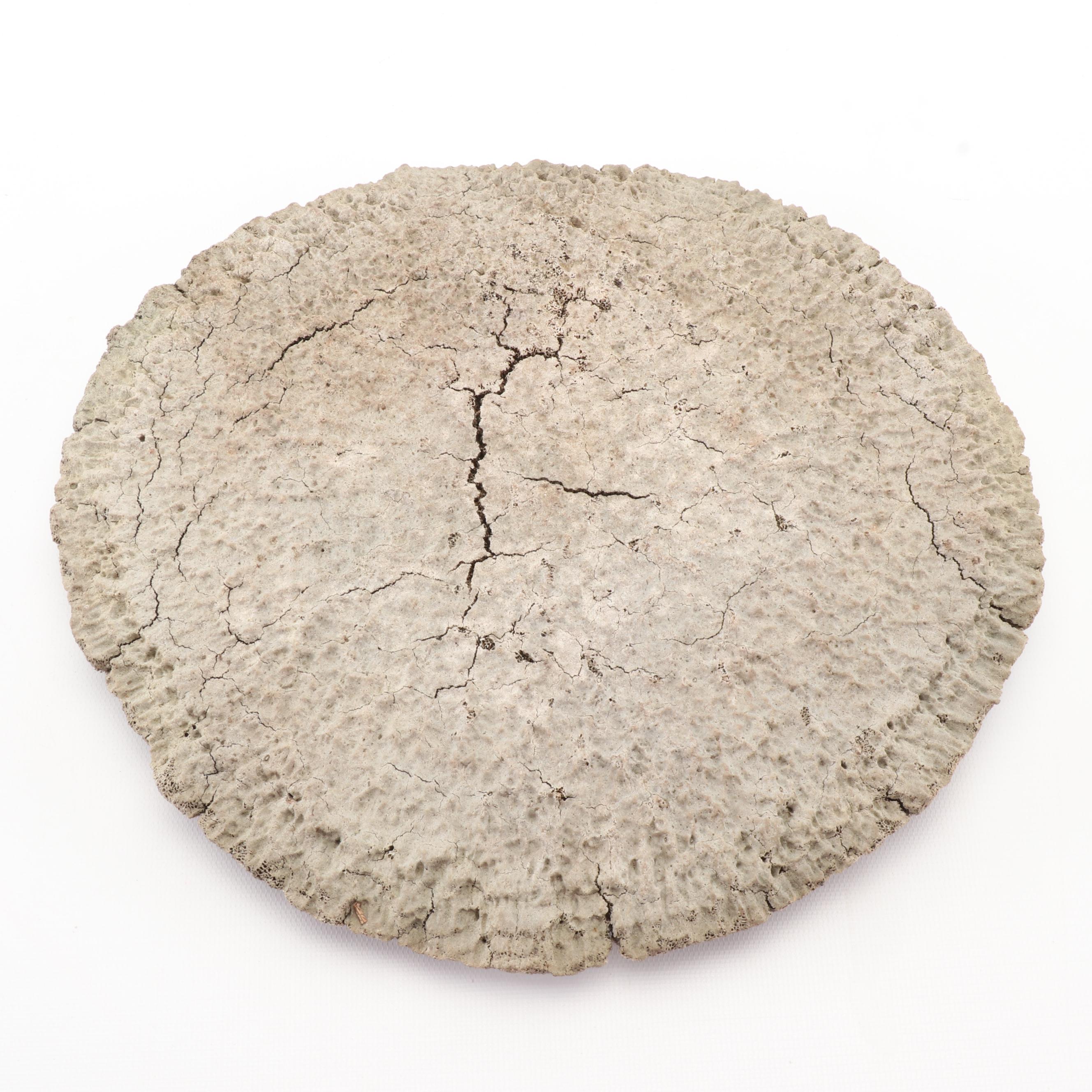 Fossilized Whale Vertebrae Disc, Early 20th Century | EBTH