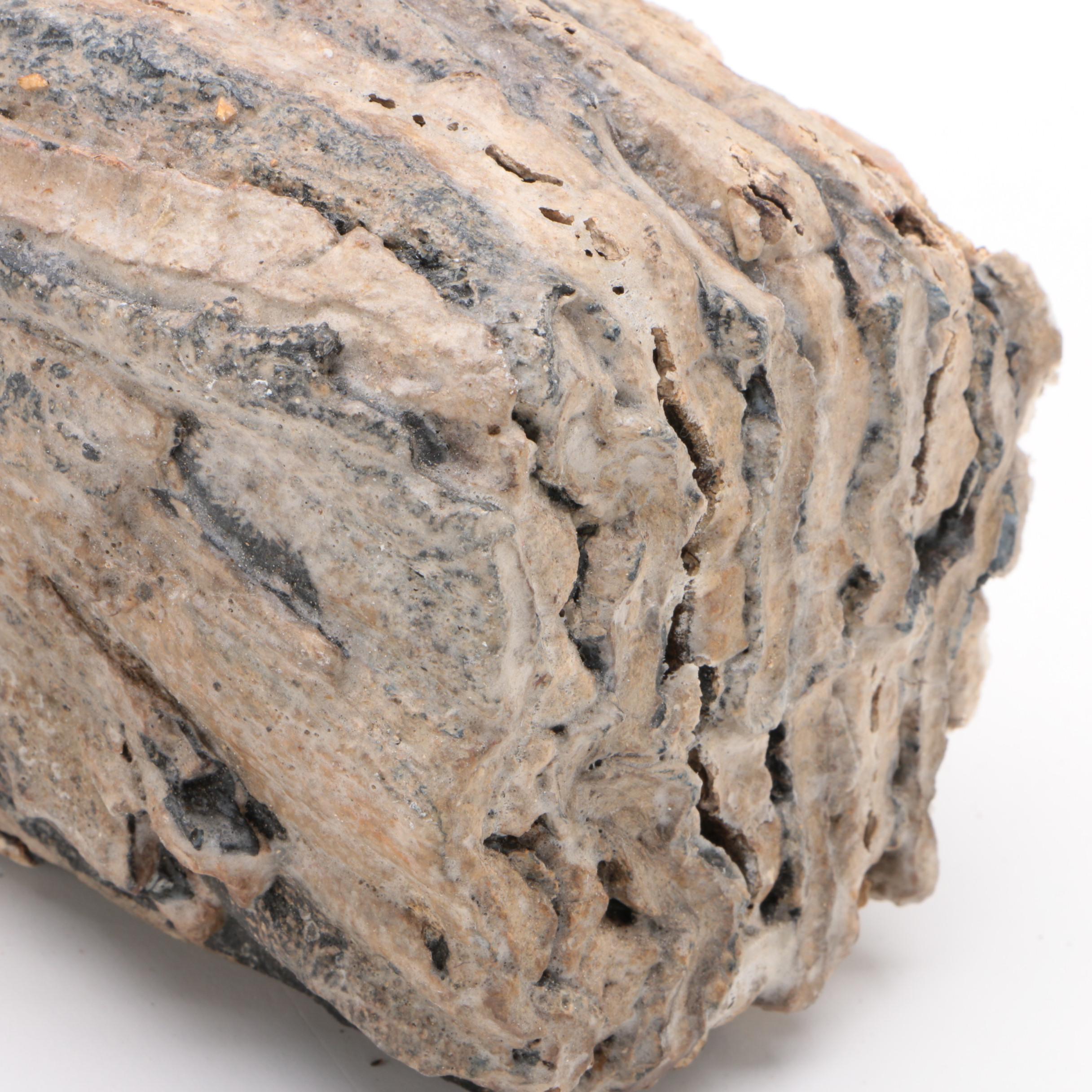 Fossilized Mammoth Tooth Section | EBTH