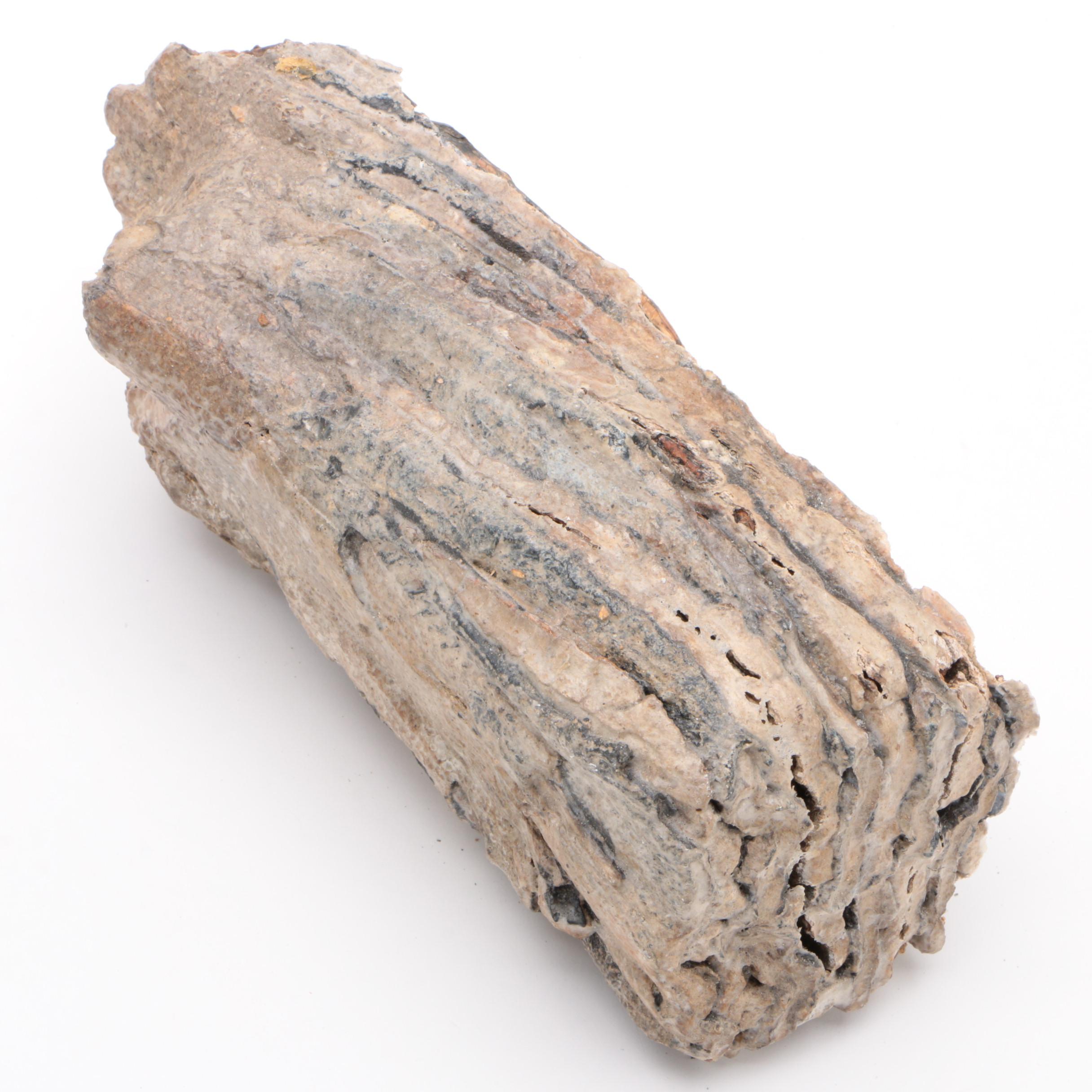 Fossilized Mammoth Tooth Section | EBTH