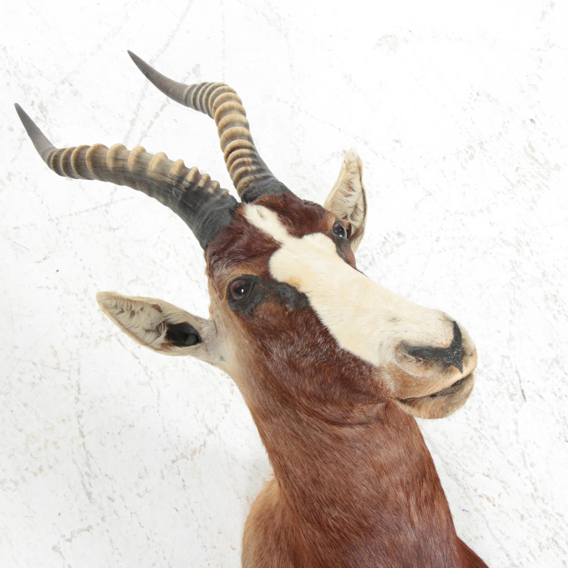 Taxidermy African Blesbok Shoulder Mount | Everything But The House