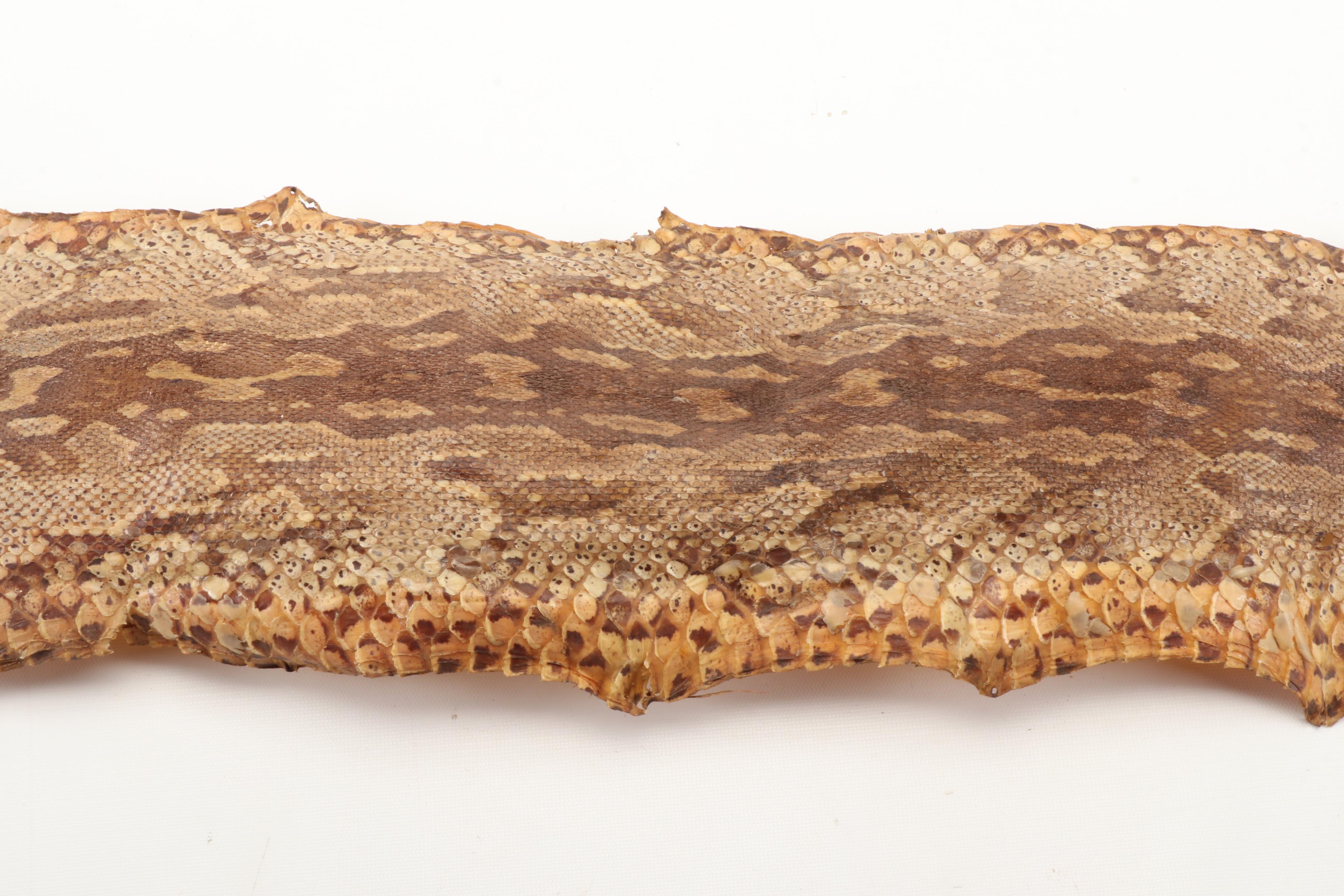 South East Asian Reticulated Python Hide | EBTH