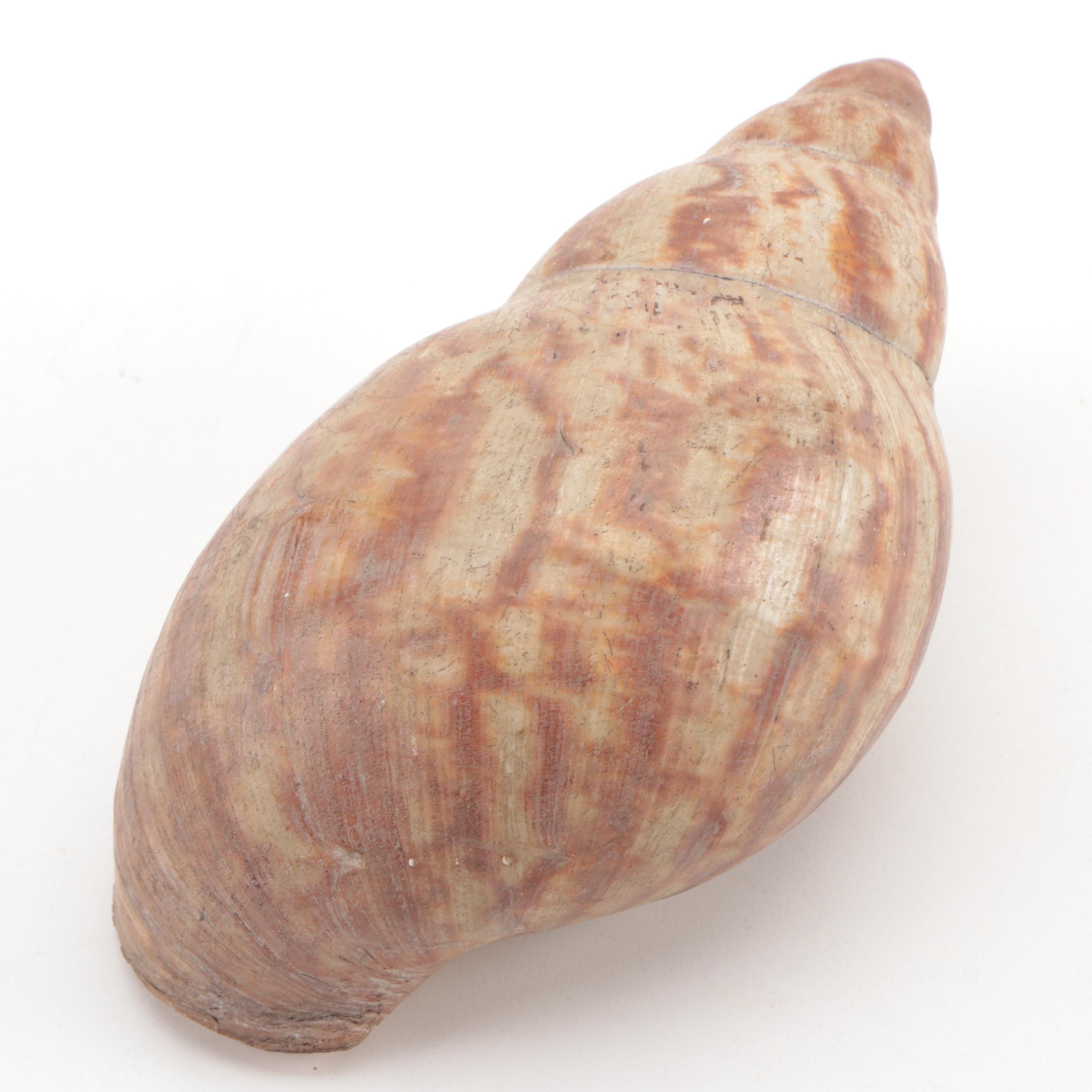 Hippopotamus Tooth, Snakeskin & Shell Collection of Rev. R. W. Burnett ...