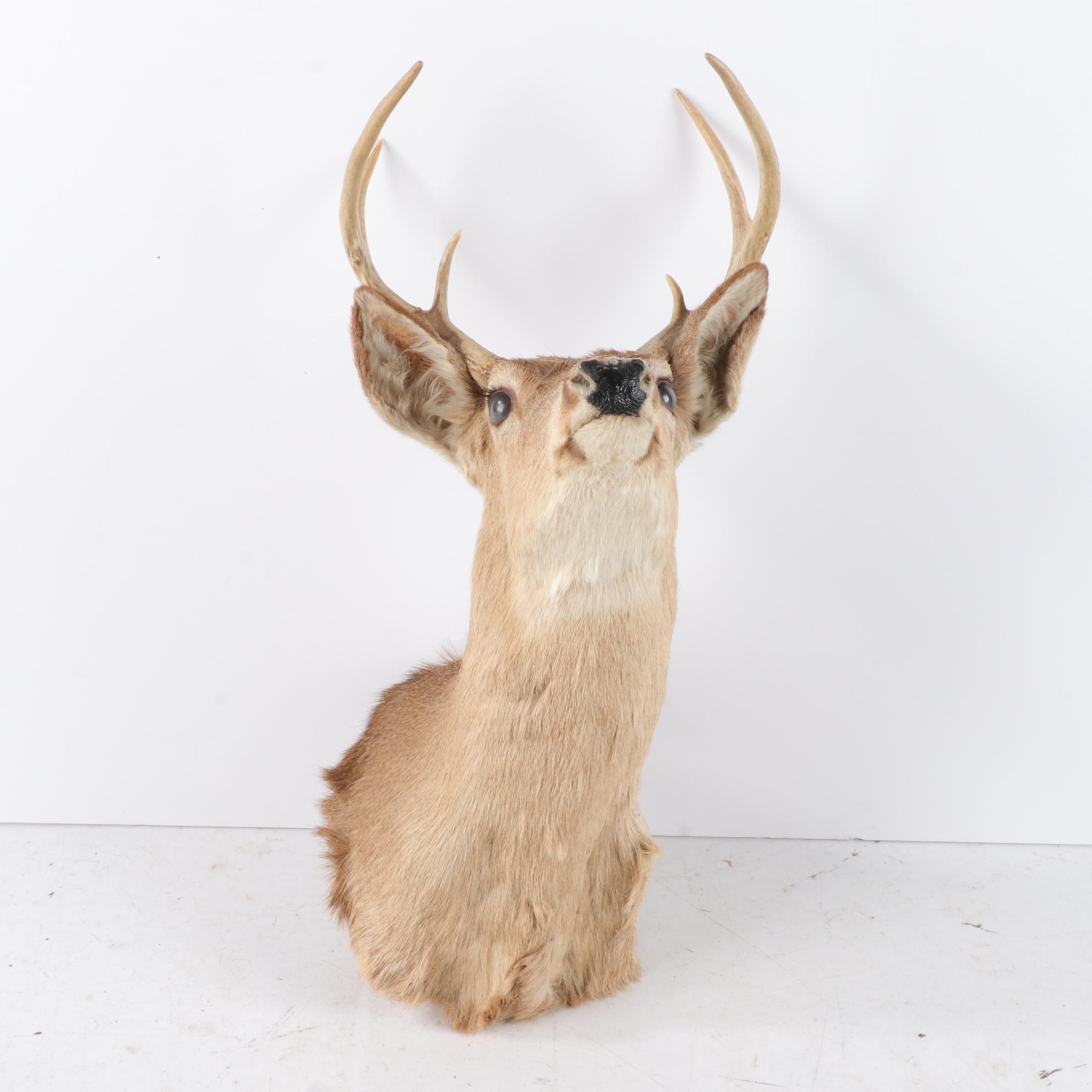 Shoulder Mount Six Point Whitetail Deer Taxidermy | EBTH