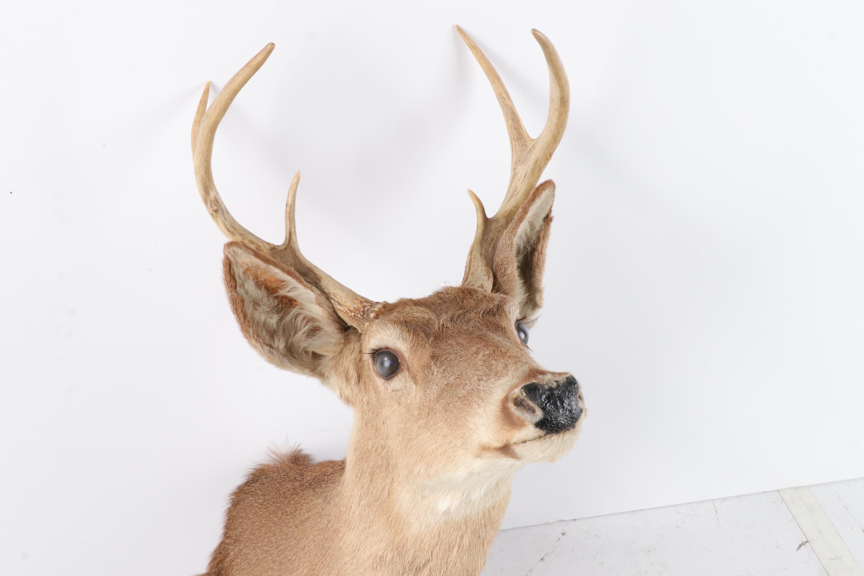 Shoulder Mount Six Point Whitetail Deer Taxidermy | EBTH