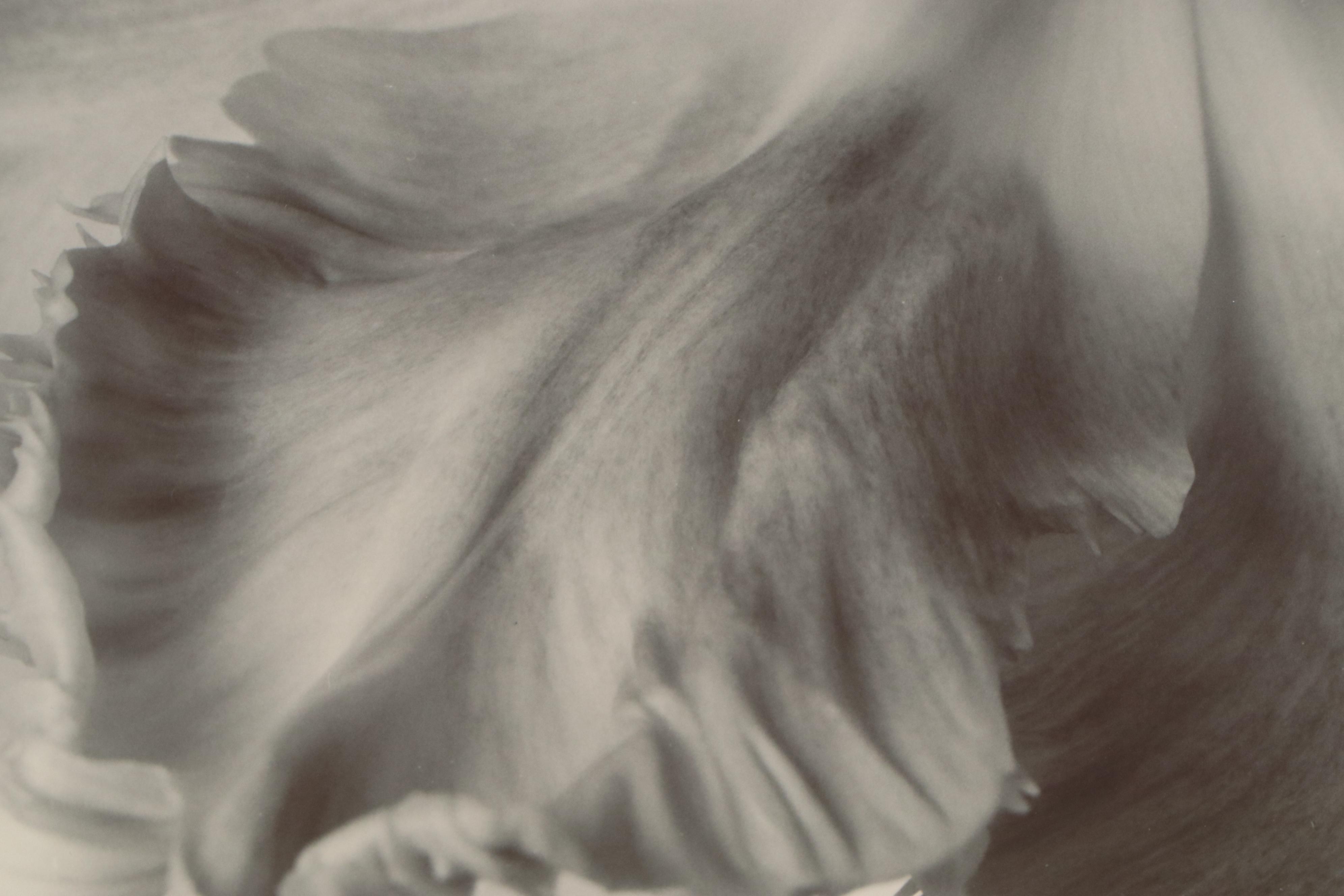 Tom Baril Silver Gelatin Photograph "Parrot Tulip", 1998 | EBTH