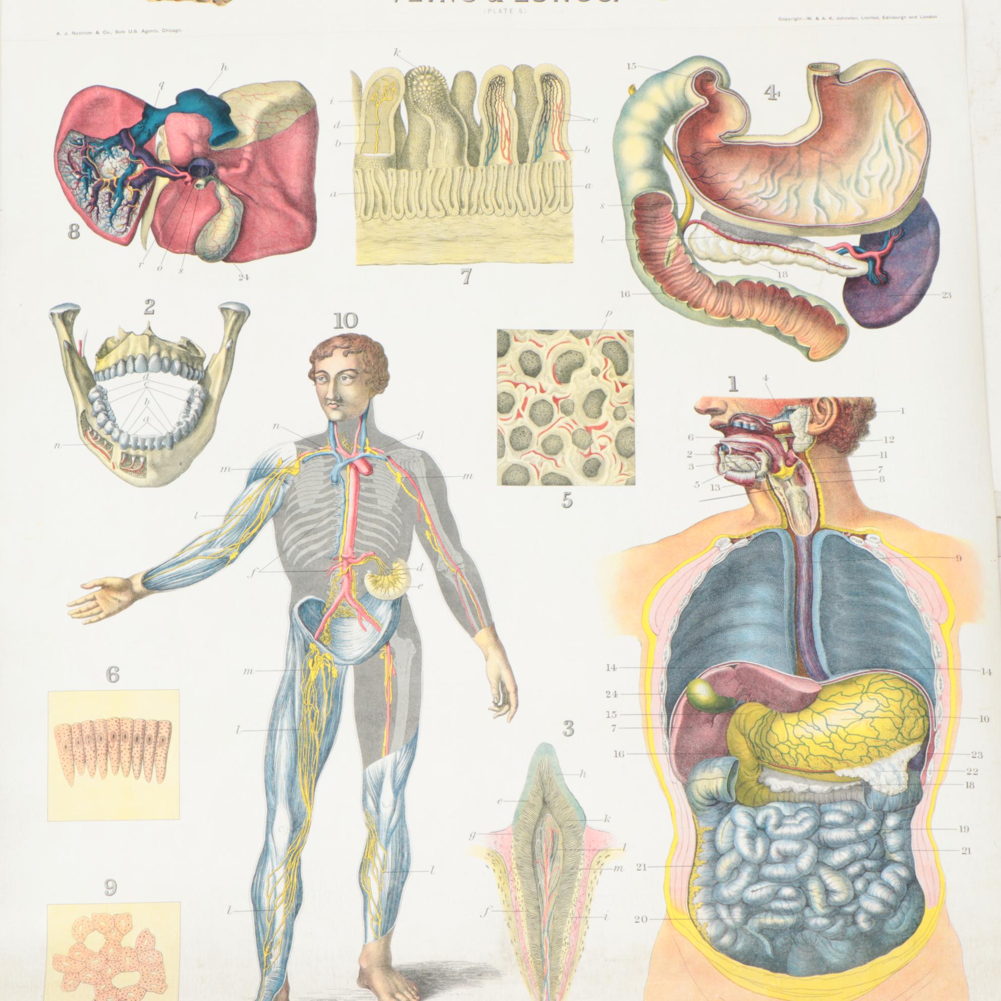 W. & A. K. Johnston Chart of Anatomy and Physiology, Early 20th Century | EBTH