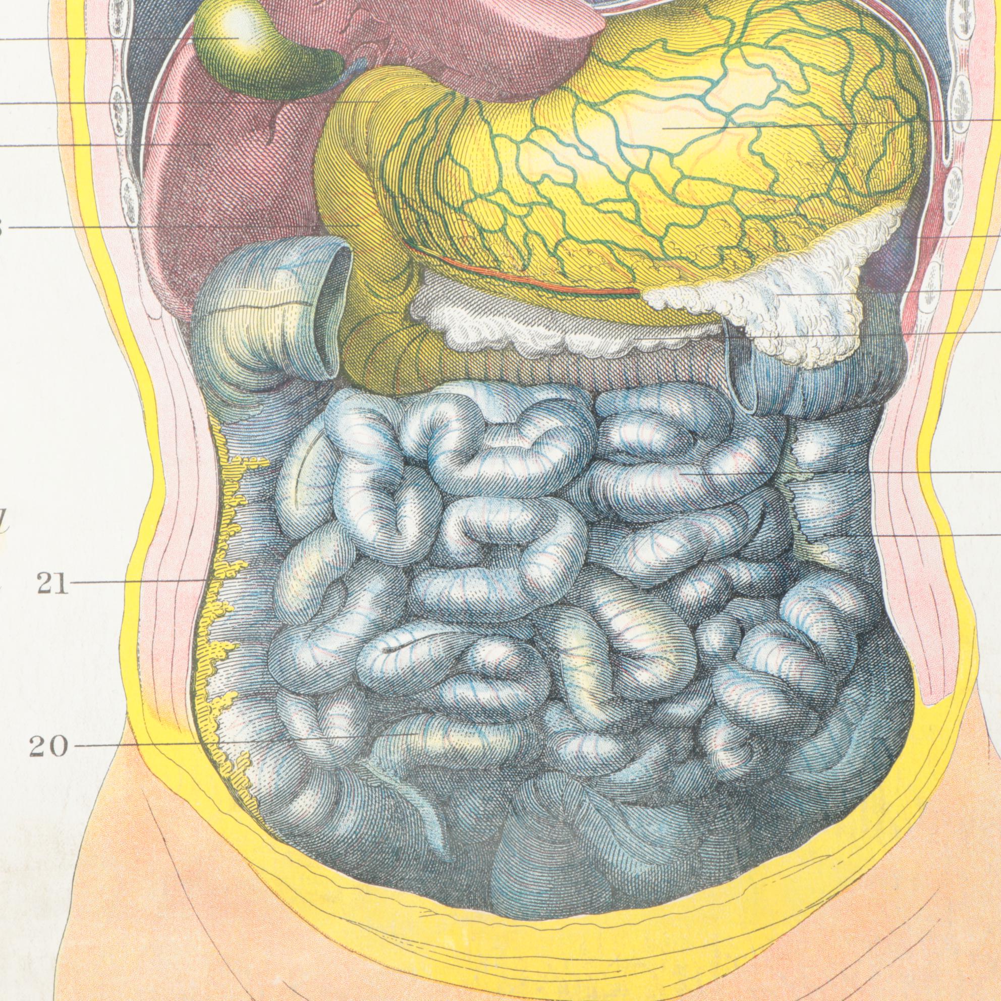 W. & A. K. Johnston Chart of Anatomy and Physiology, Early 20th Century | EBTH