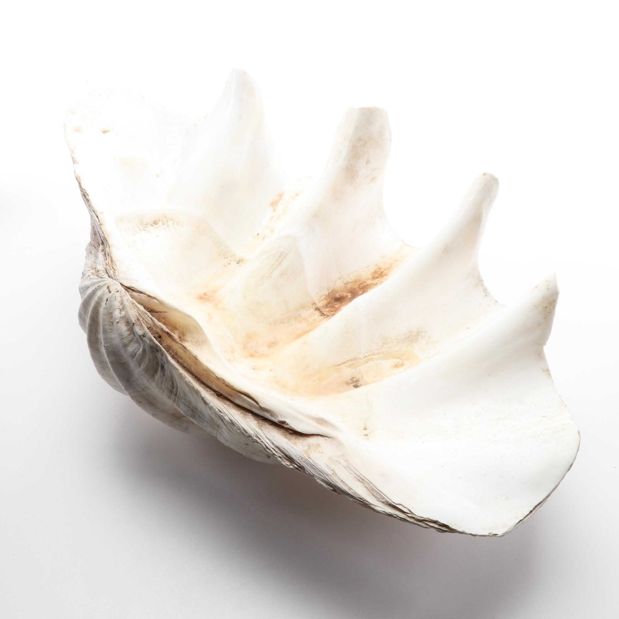 Giant Clam Half-Shell Specimen | EBTH