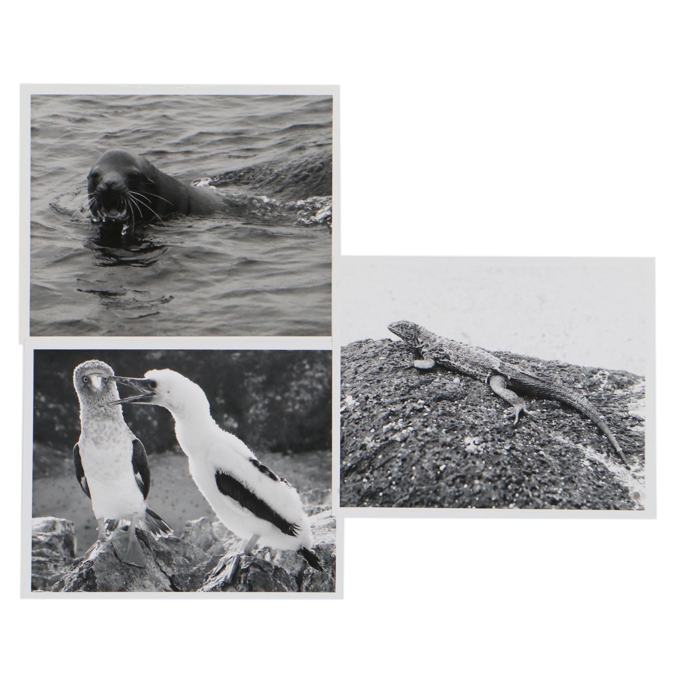 Grant Haist Wildlife Silver Print Photographs of Galapagos Island | EBTH