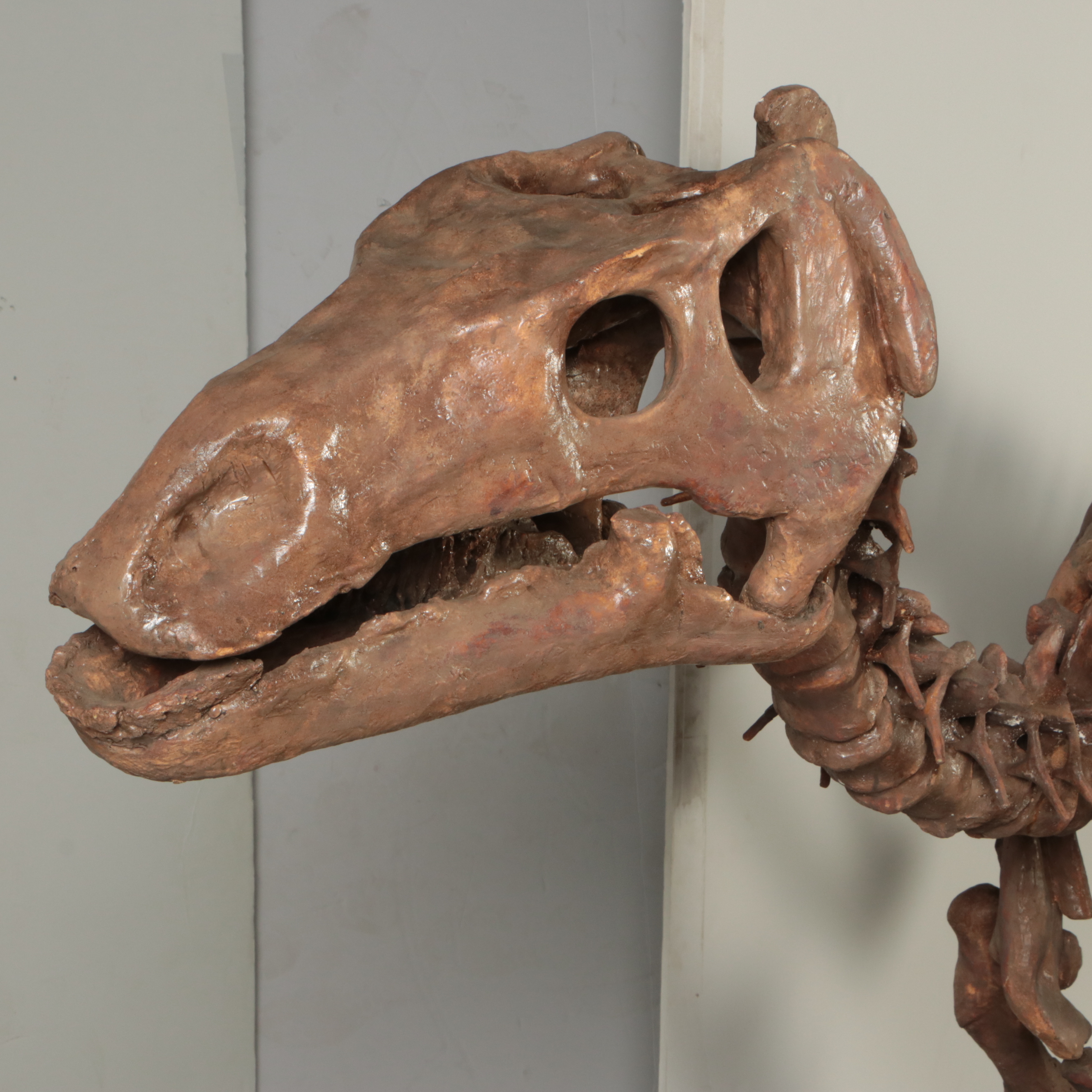 Full-Scale Cast Hadrosaur Dinosaur Skeleton Model | EBTH