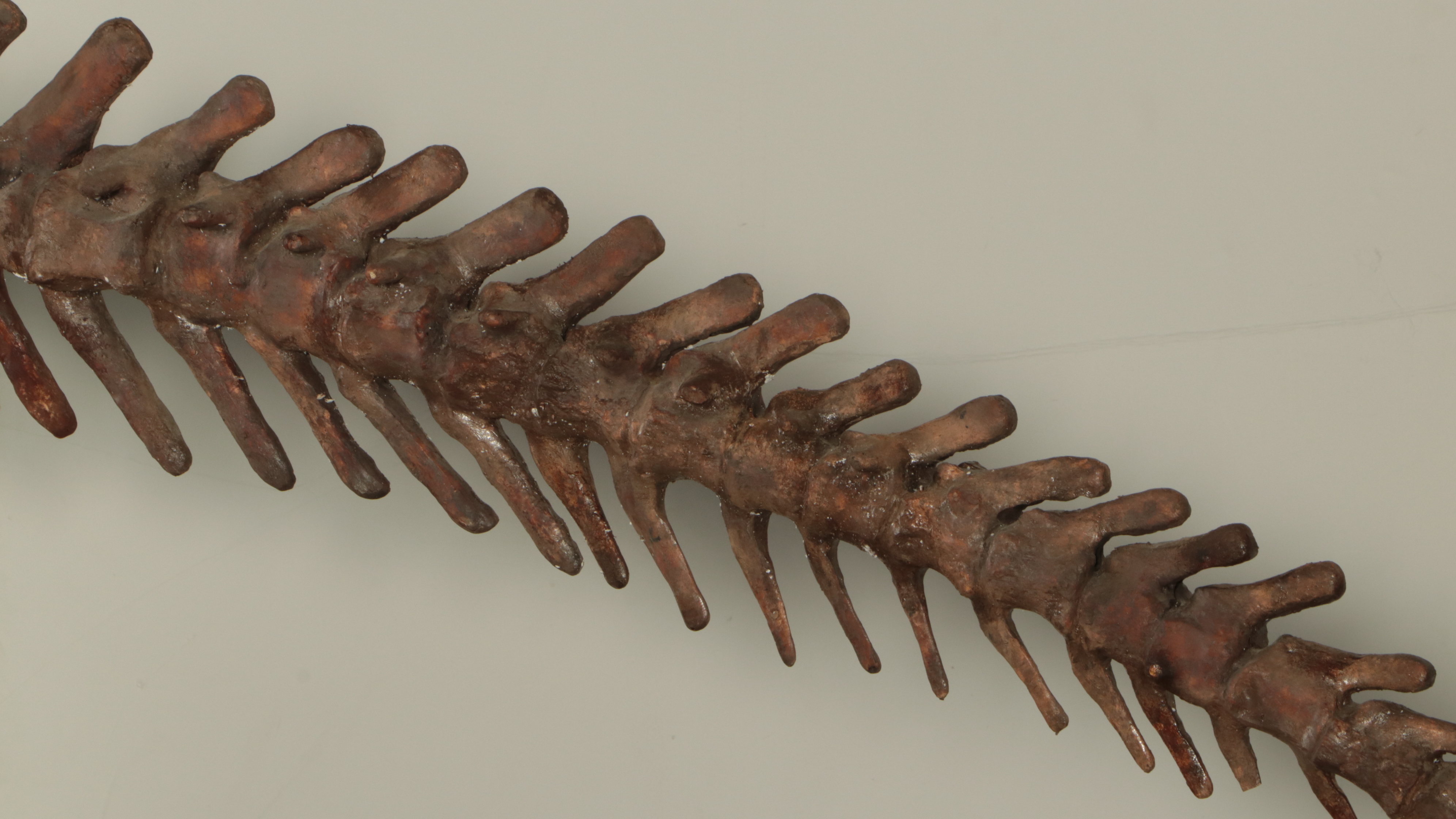 Full-Scale Cast Hadrosaur Dinosaur Skeleton Model | Everything But The ...