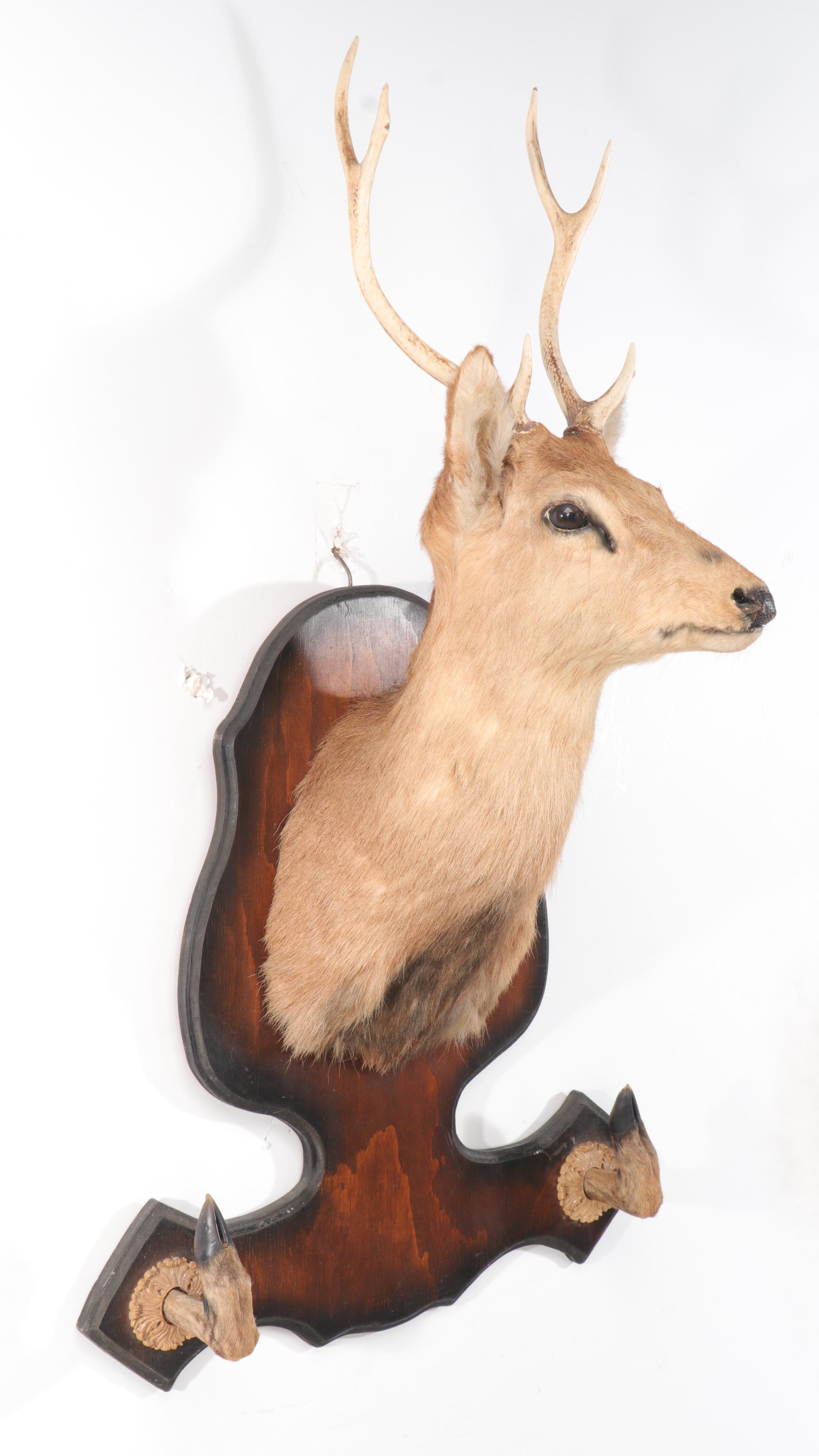 Taxidermy Sika Deer Buck Shoulder Mount and Hoof Gun Rack | EBTH