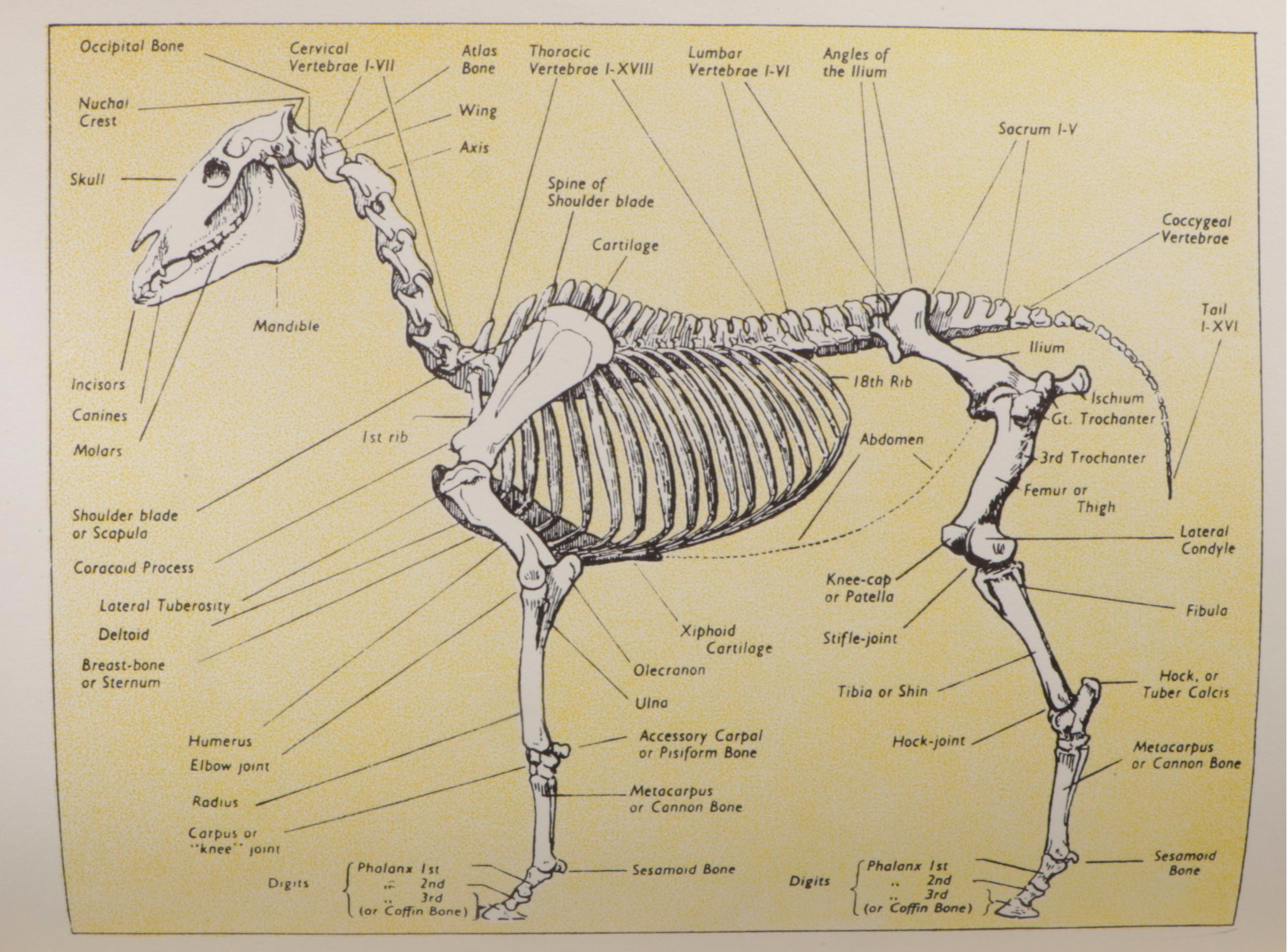 "The Anatomy and Action of the Horse" by Lowes D. Luard and More Books ...