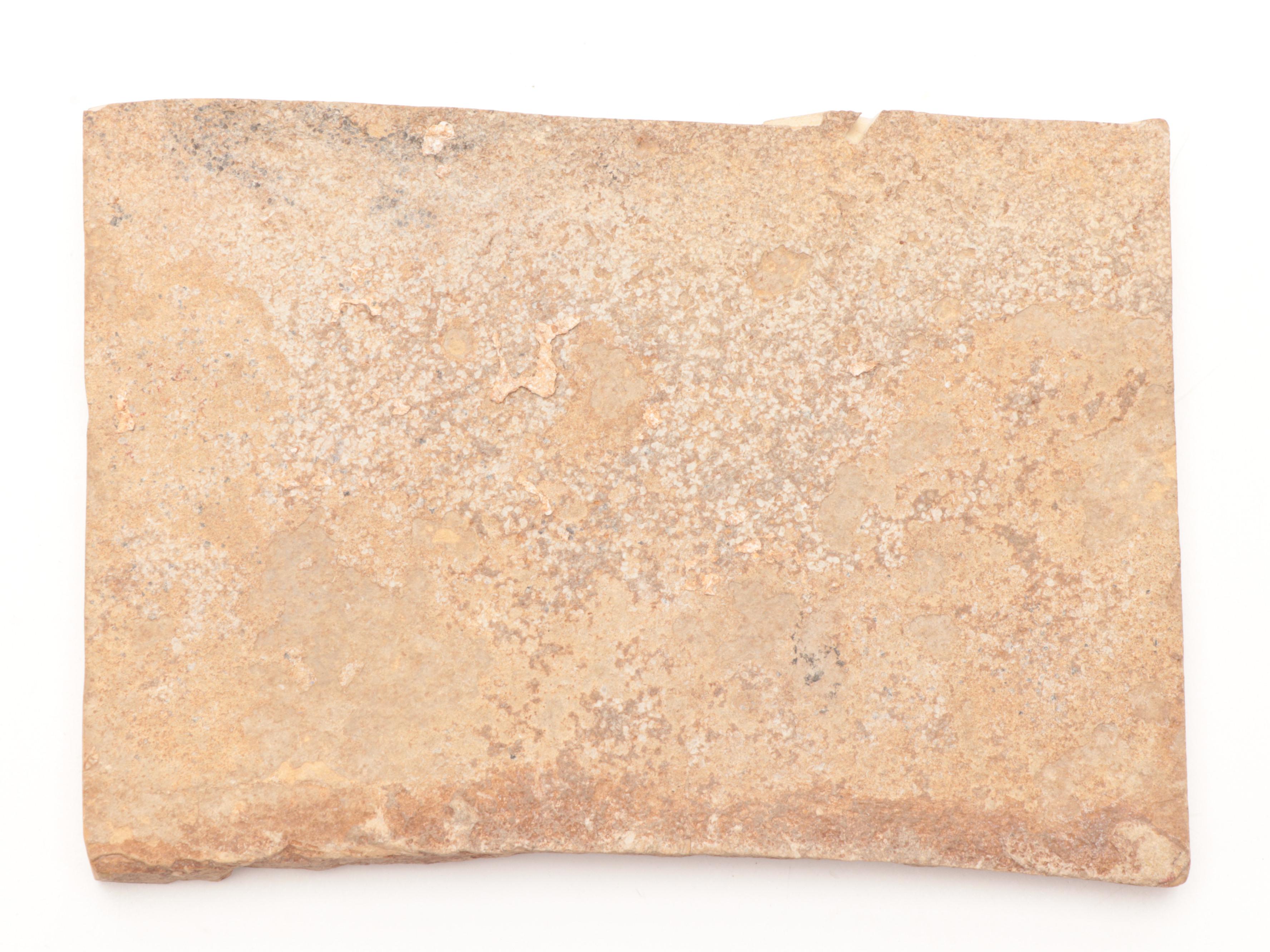 Fossil Fish and Leaf Specimens in Sedimentary Slab Matrixes | EBTH