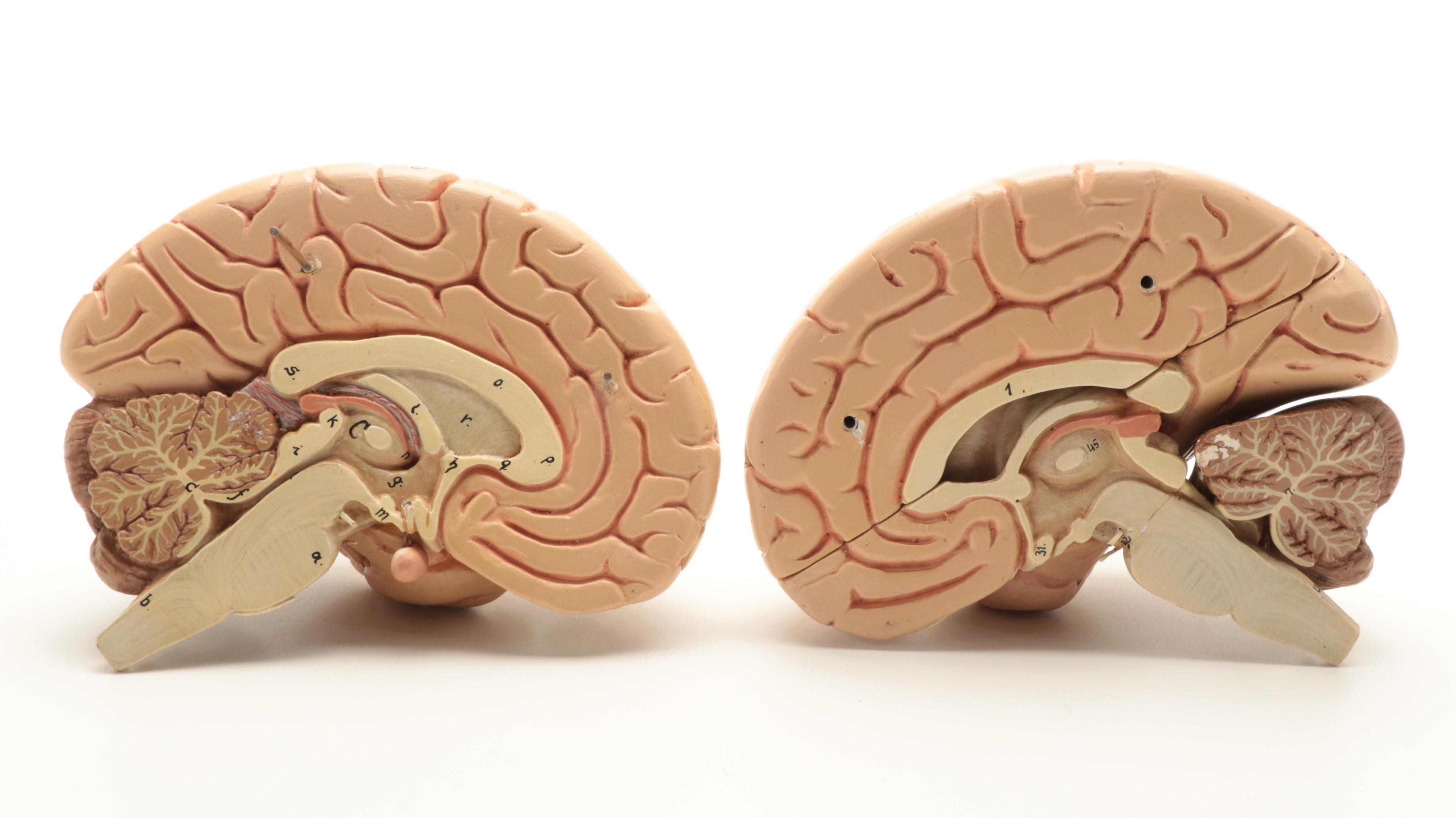 Antique Plaster Four-Piece Anatomical Model of the Human Brain ...