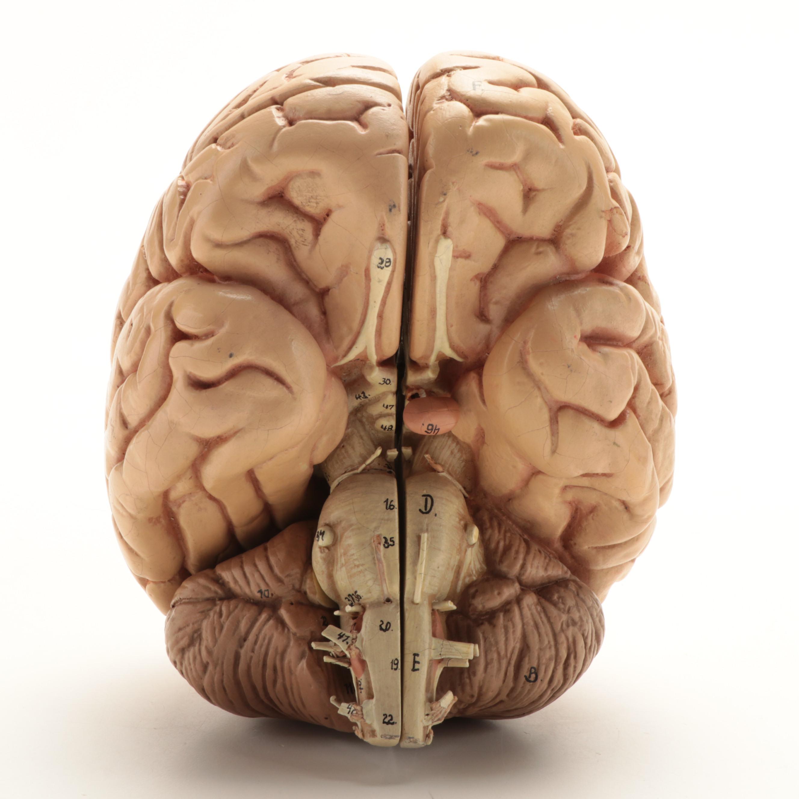 Antique Plaster Four-Piece Anatomical Model of the Human Brain ...